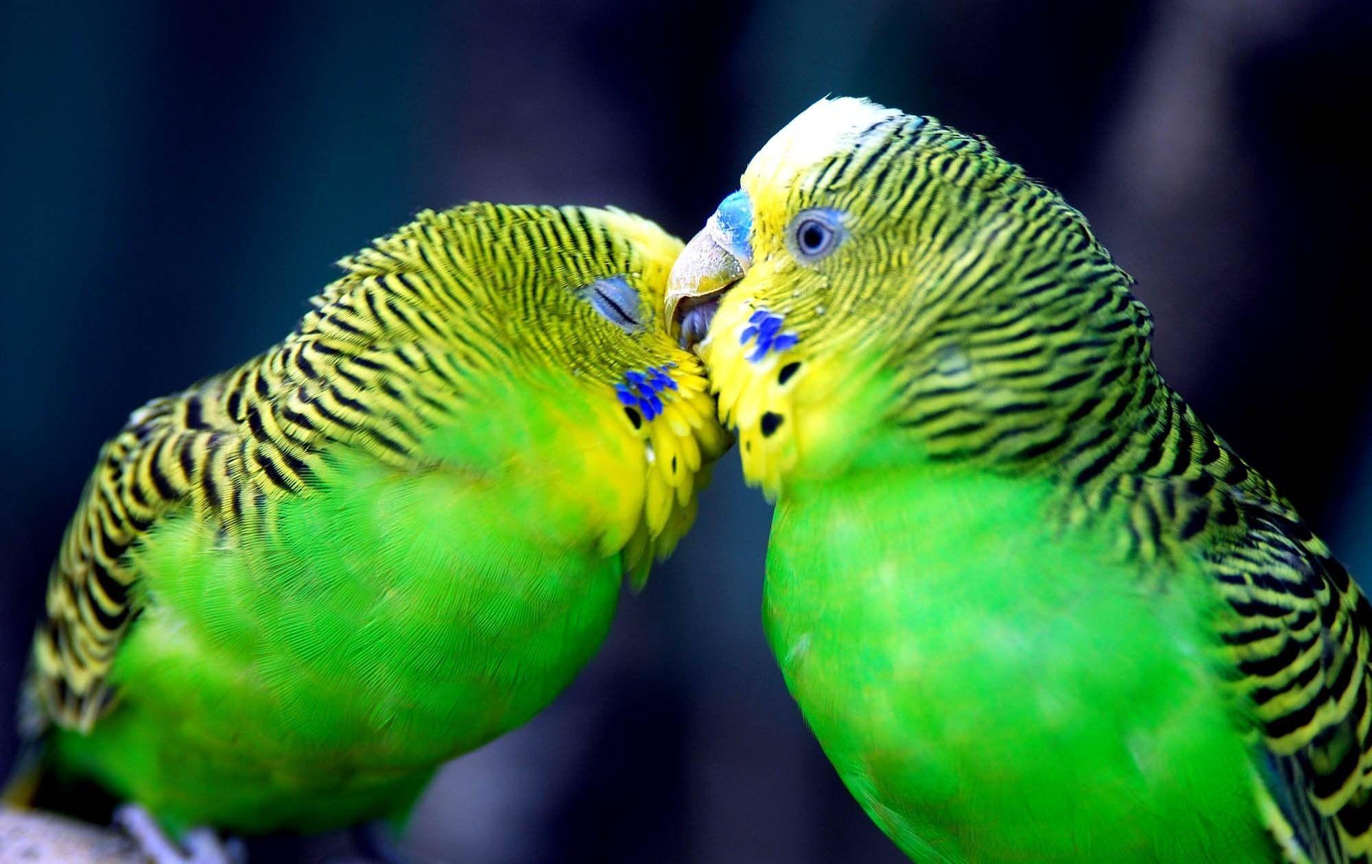 Cute Parrot Wallpapers - Top Free Cute Parrot Backgrounds - WallpaperAccess