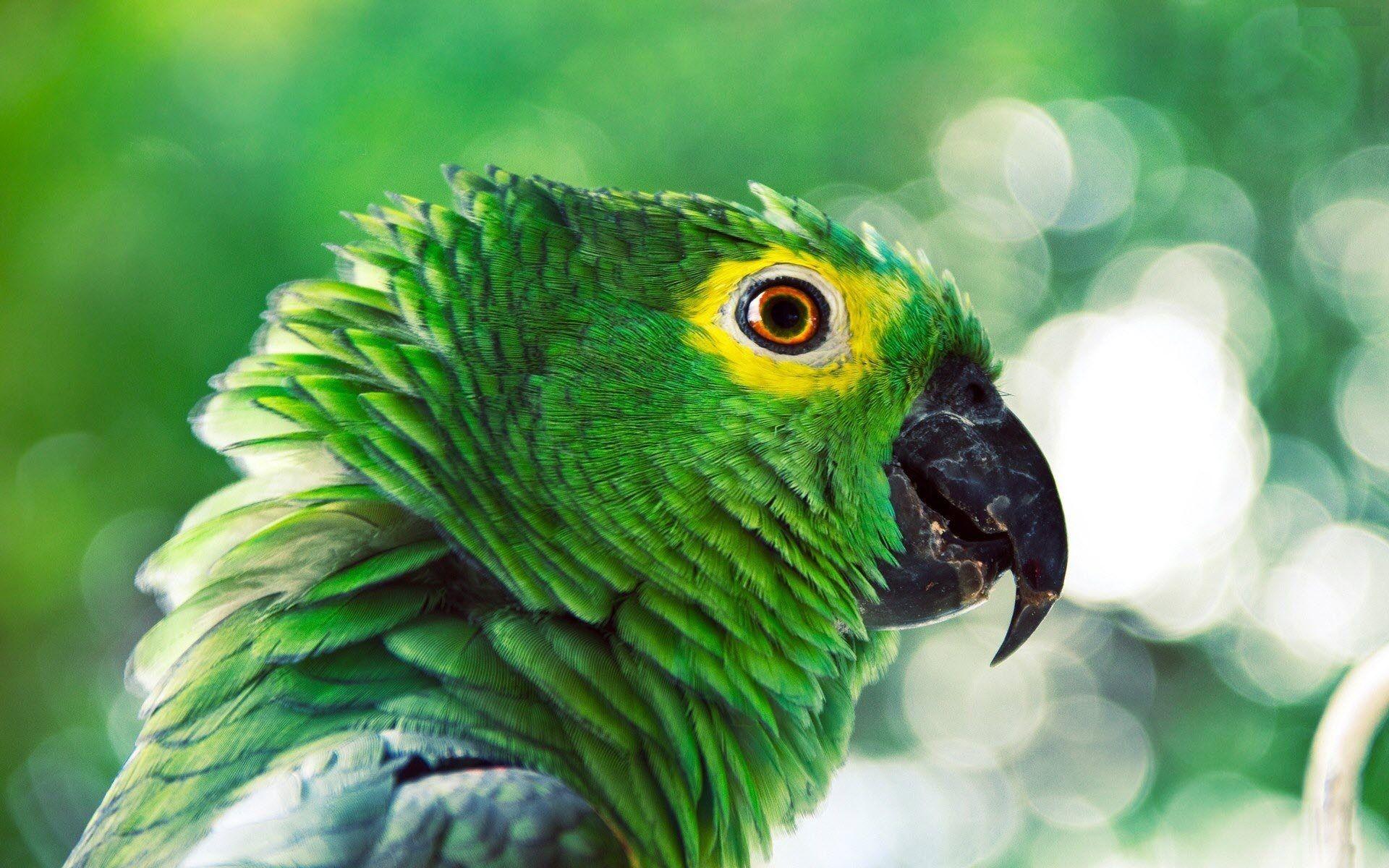 3D Parrot Wallpapers - Top Free 3D Parrot Backgrounds - WallpaperAccess