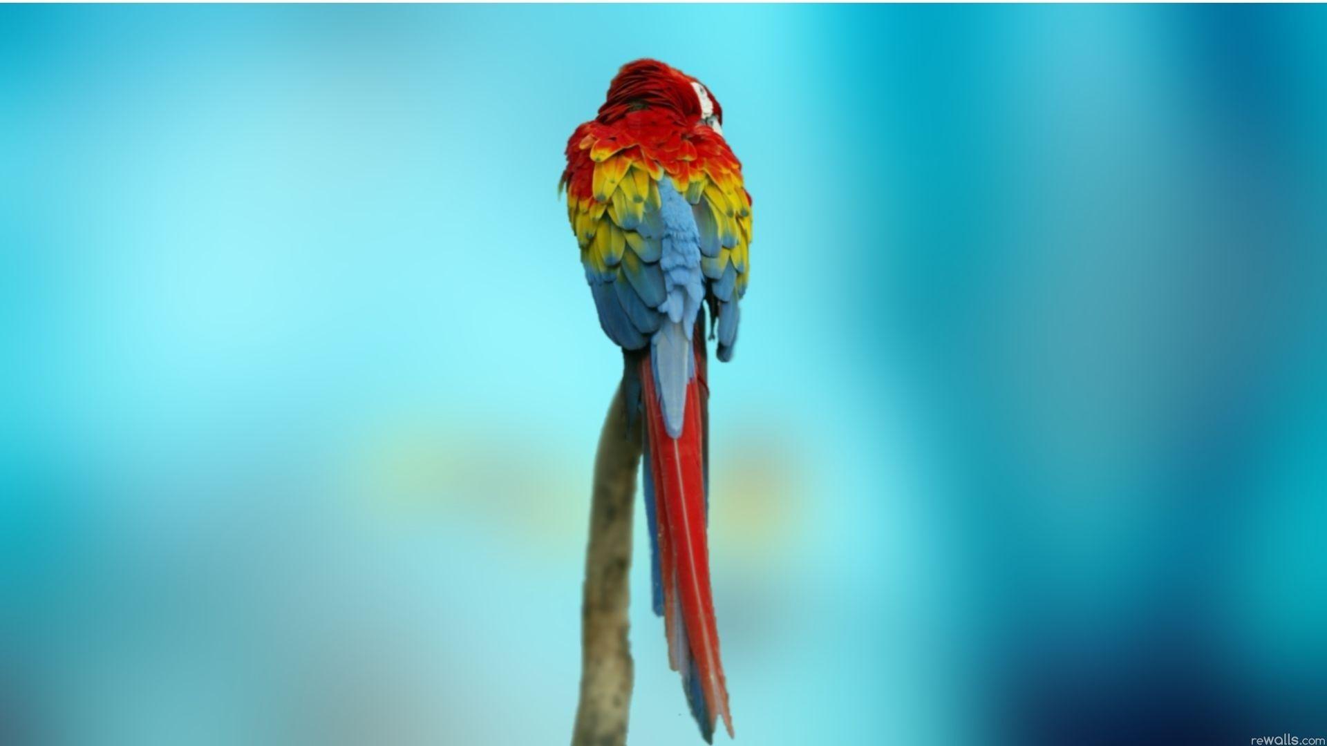 3D Parrot Wallpapers - Top Free 3D Parrot Backgrounds - WallpaperAccess