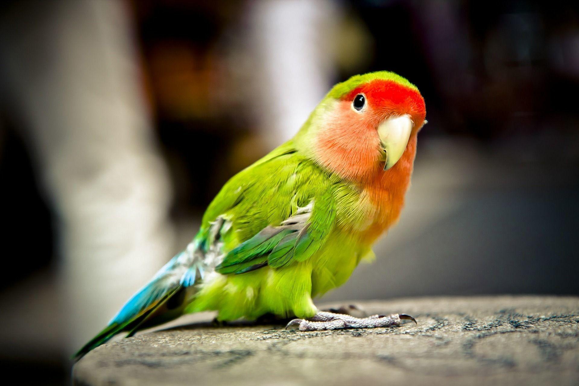 Cute Parrot Wallpapers - Top Free Cute Parrot Backgrounds - WallpaperAccess