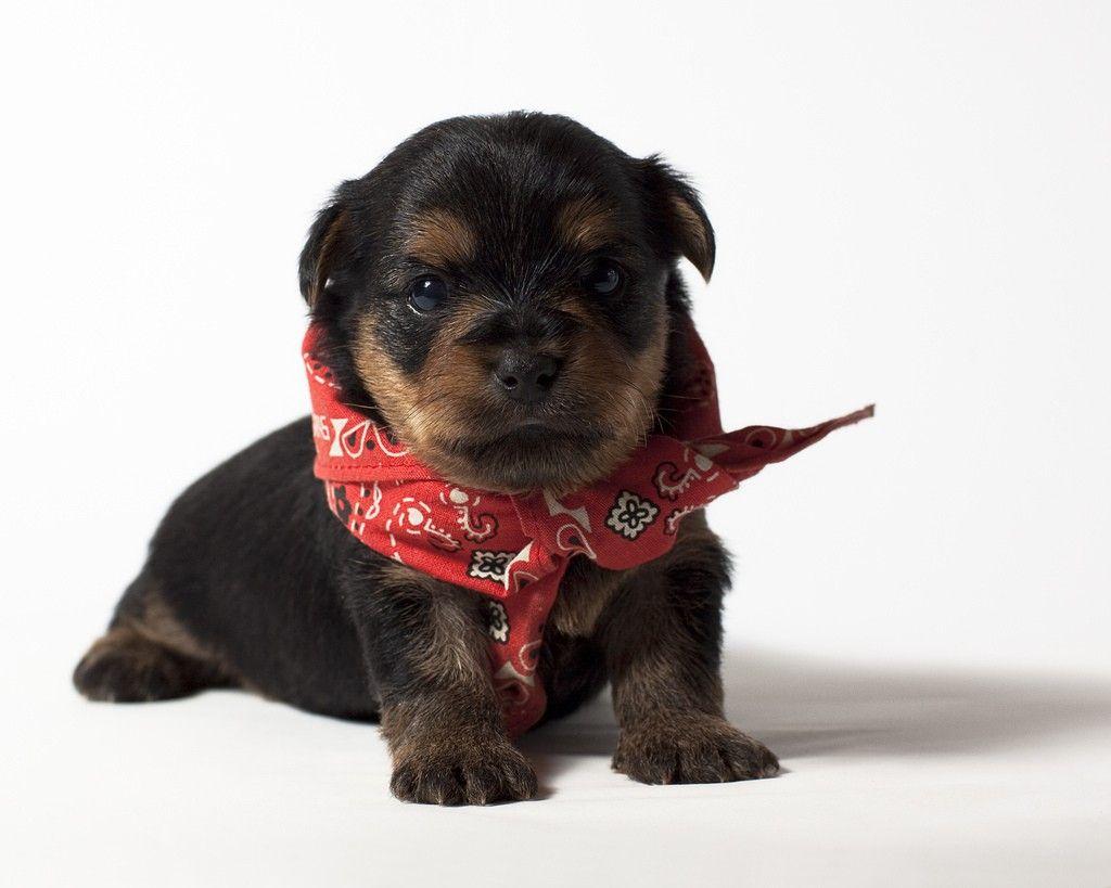 Cool Dog Wallpapers - Top Free Cool Dog Backgrounds - WallpaperAccess