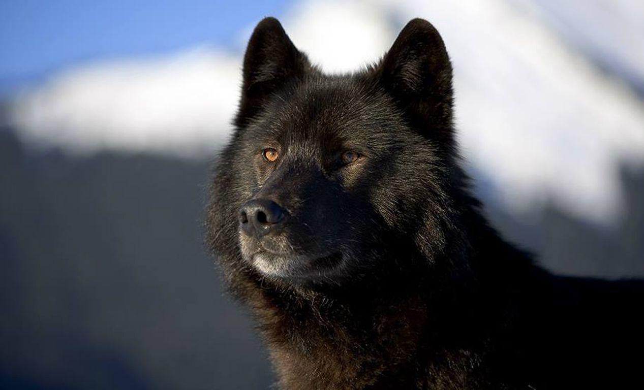 Cool Dog Wallpapers - Top Free Cool Dog Backgrounds - WallpaperAccess