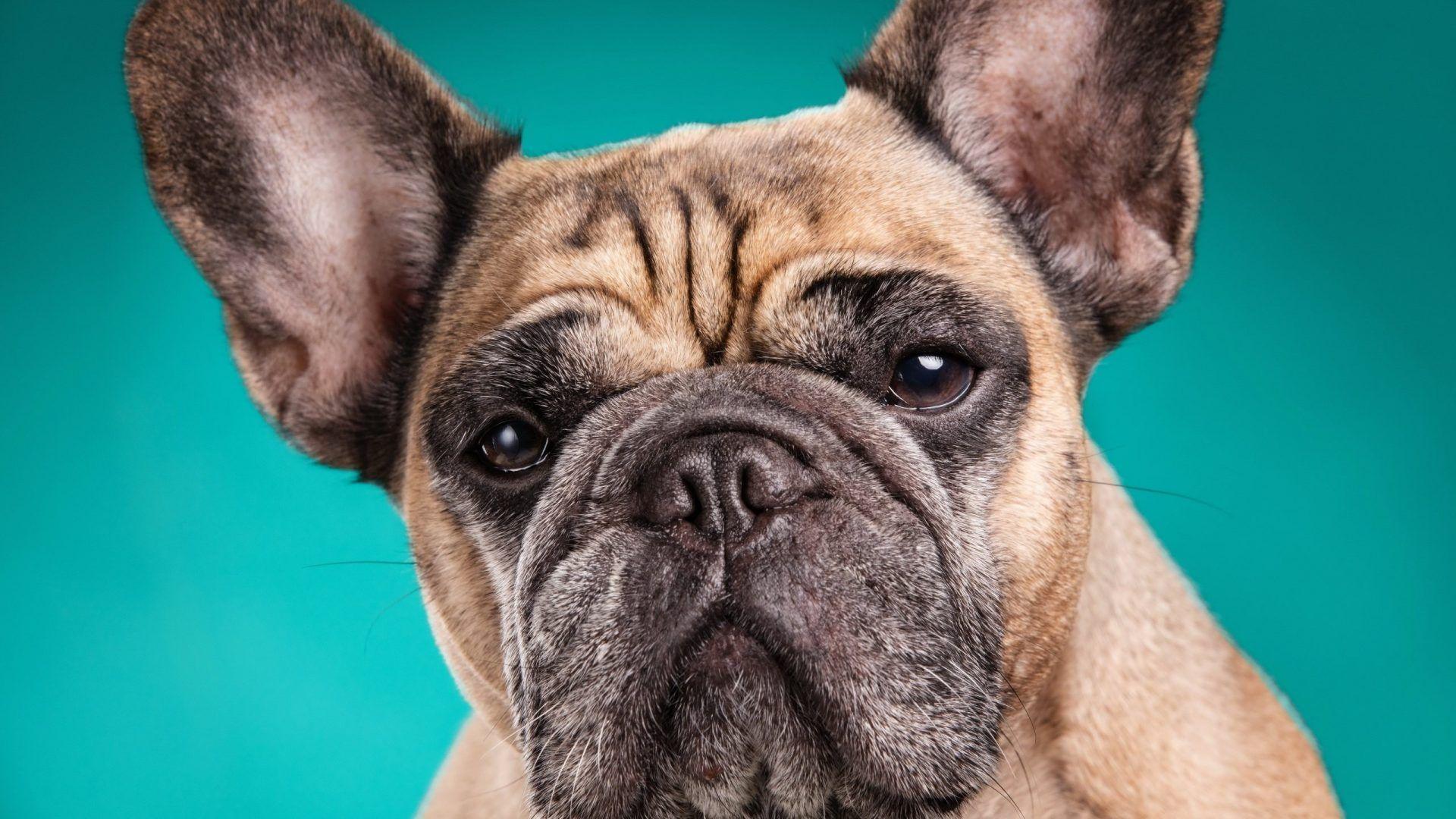 Cool Dog Wallpapers - Top Free Cool Dog Backgrounds - WallpaperAccess