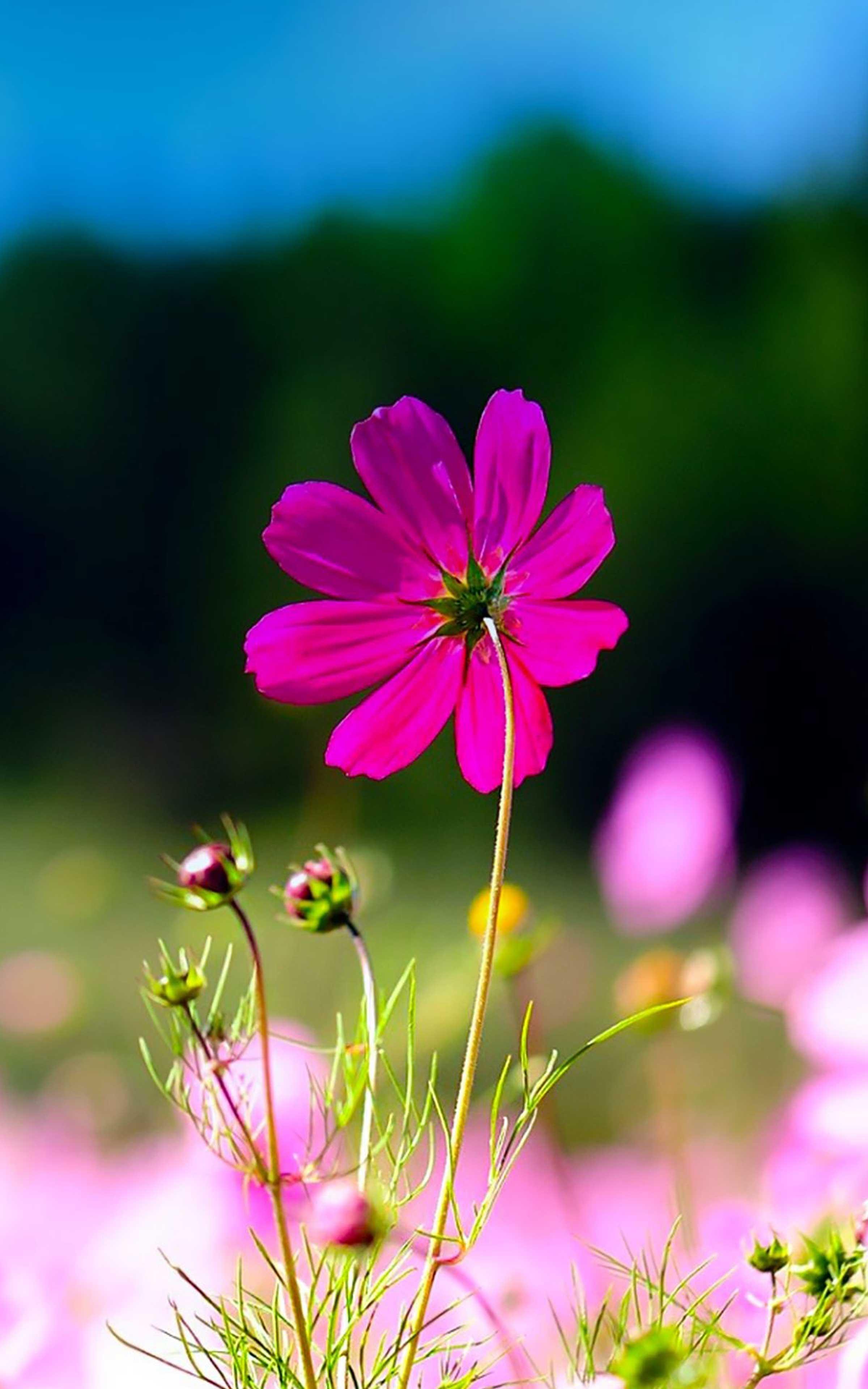 All Flower Wallpapers - Top Free All Flower Backgrounds - WallpaperAccess