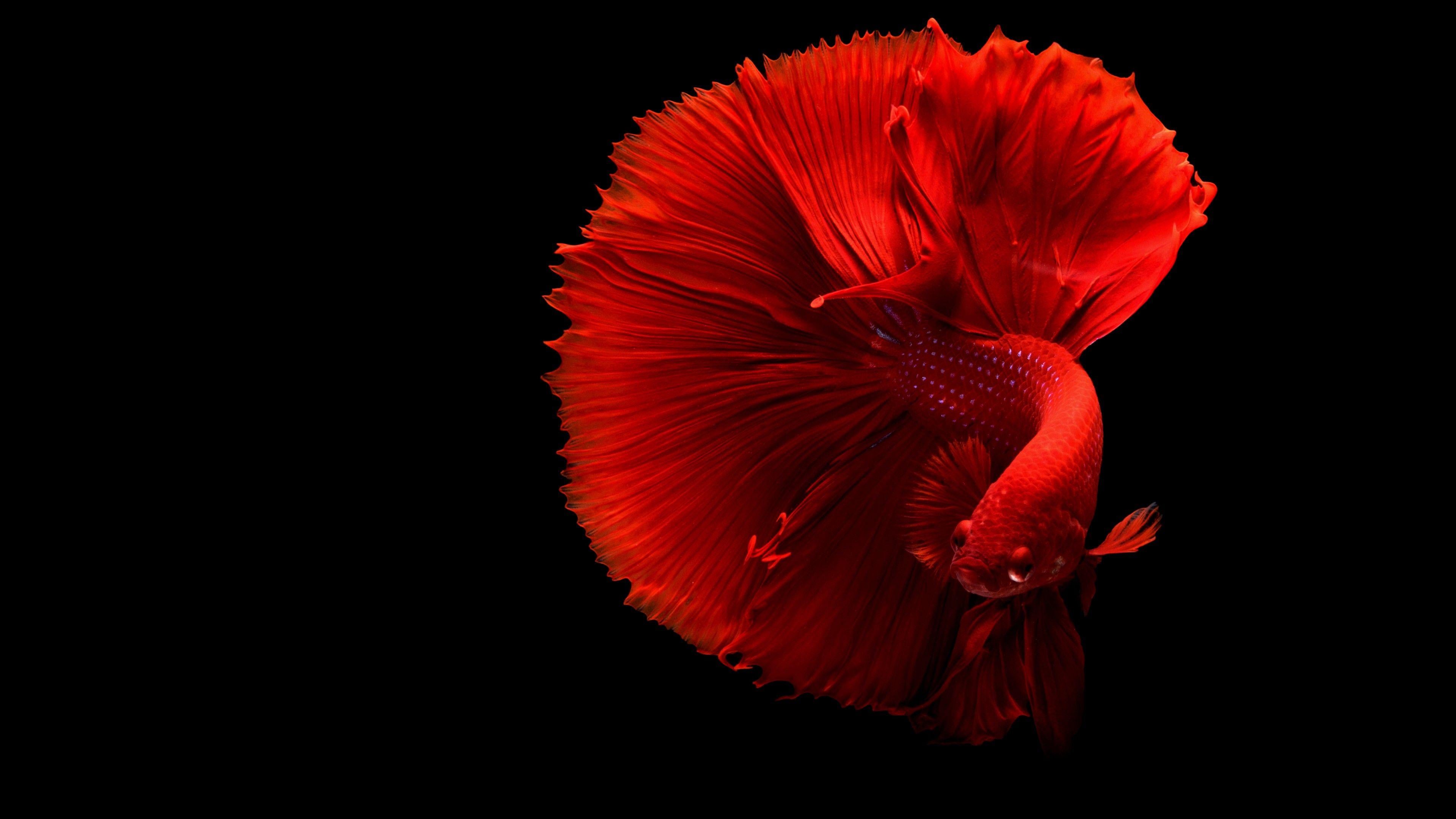 Red 4K Wallpapers - Top Free Red 4K Backgrounds - WallpaperAccess