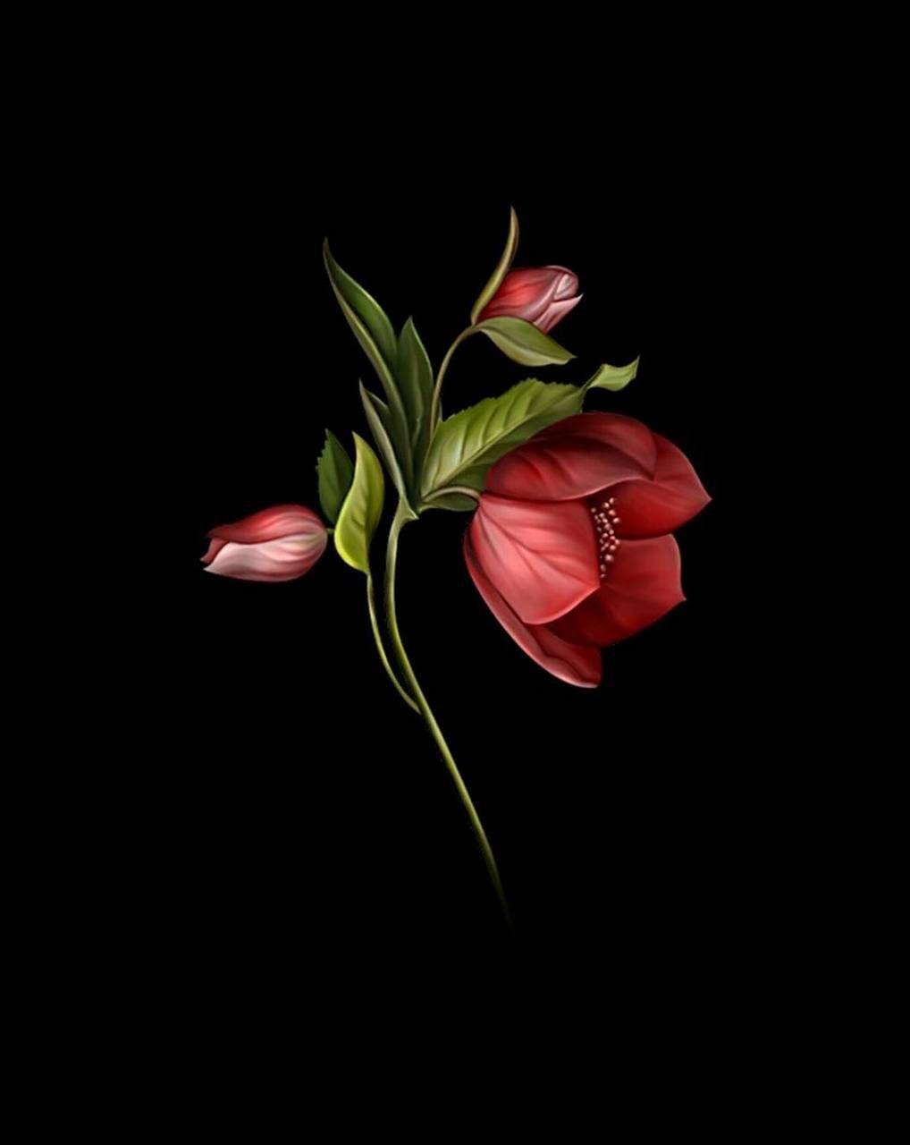 Black and Red Flower Wallpapers - Top Free Black and Red Flower ...