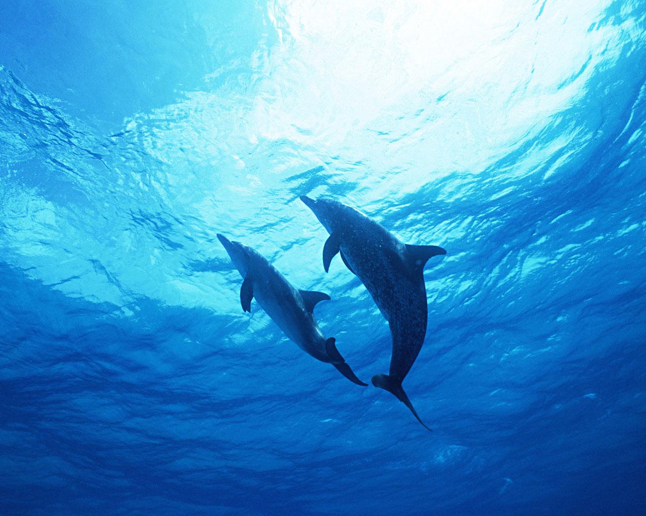 Dolphin HD Wallpapers - Top Free Dolphin HD Backgrounds - WallpaperAccess