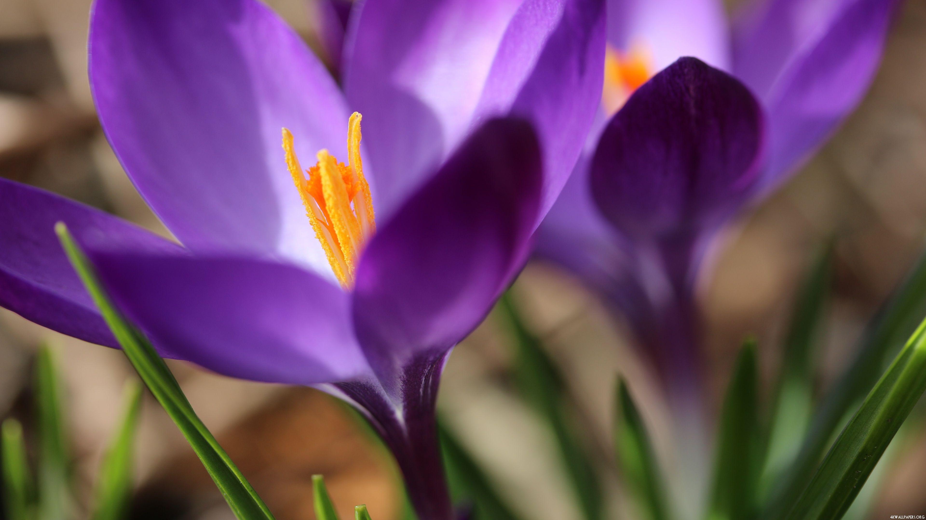 Violet 4K Wallpapers - Top Free Violet 4K Backgrounds - WallpaperAccess