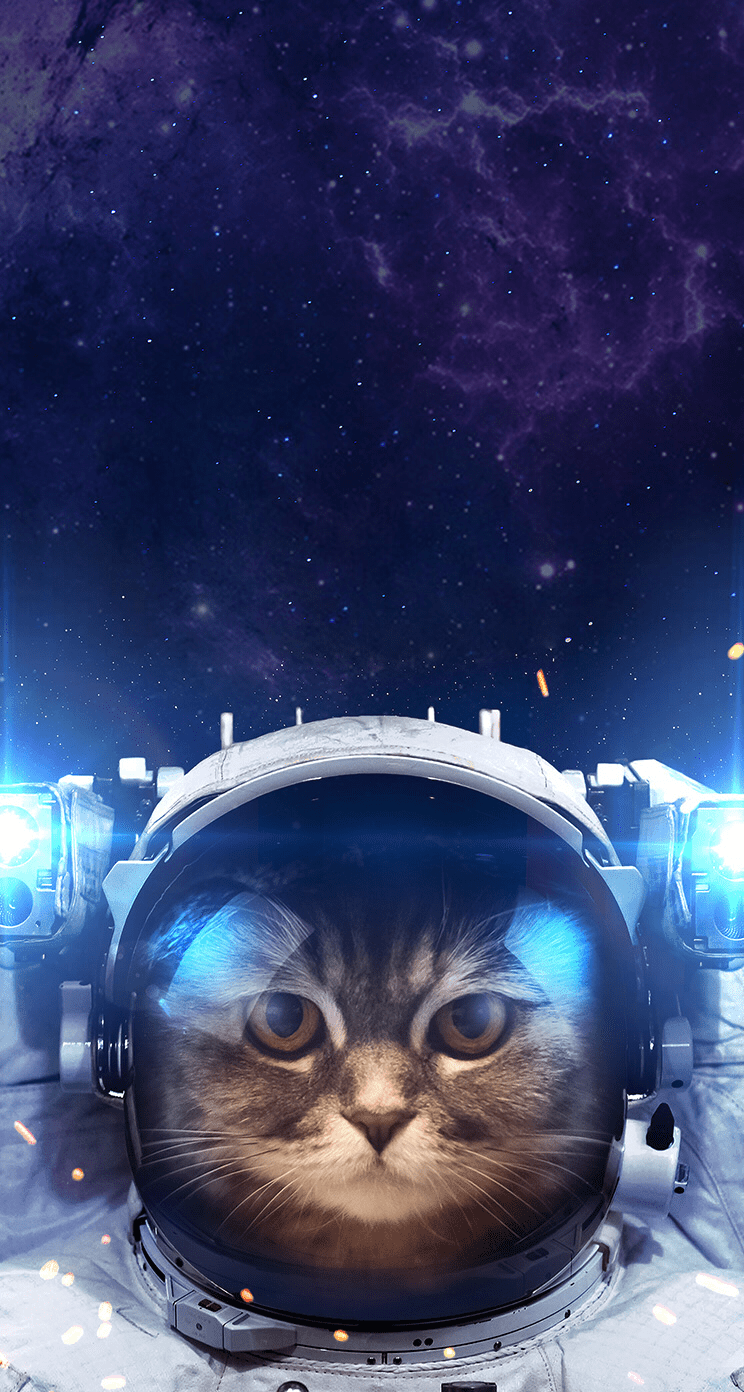 Astronaut Cat Galaxy Wallpapers - Top Free Astronaut Cat Galaxy ...