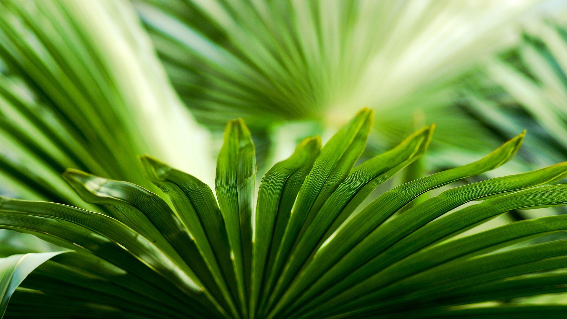 Palm Leaves Desktop Wallpapers - Top Free Palm Leaves Desktop ...