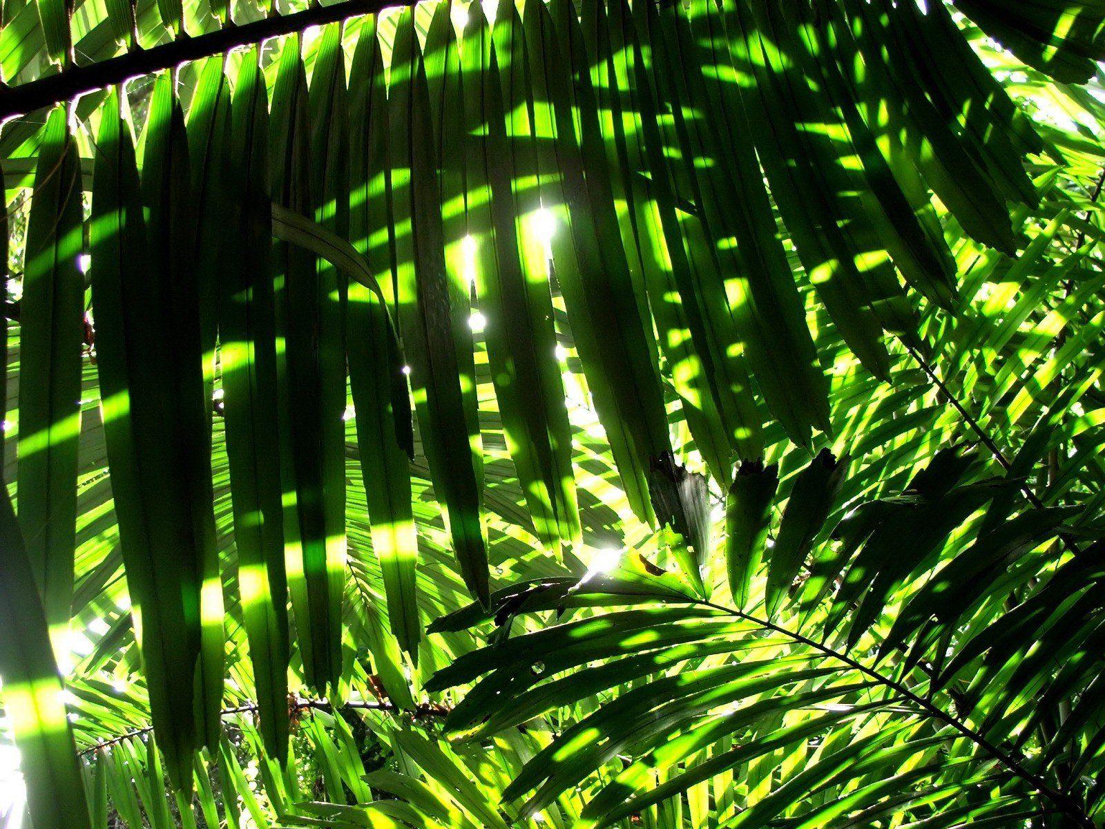 Palm Leaves Desktop Wallpapers - Top Free Palm Leaves Desktop ...