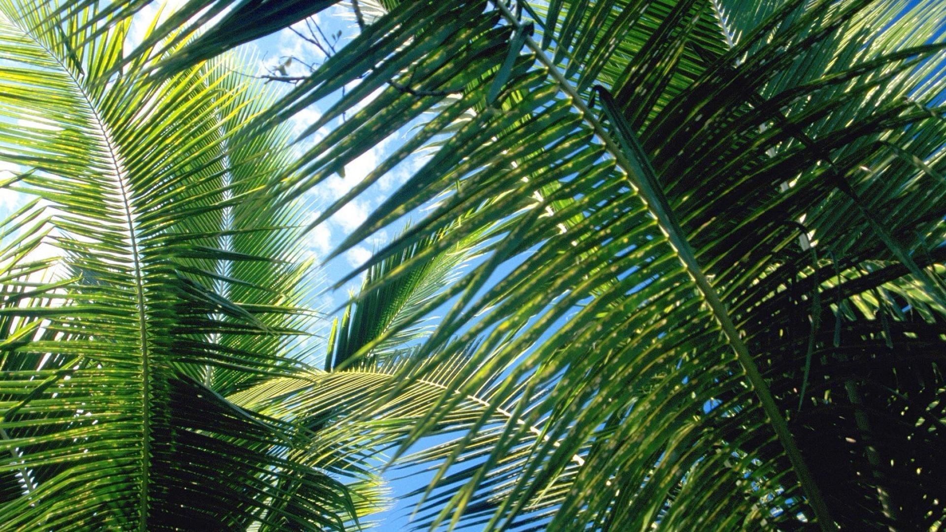 Palm Leaves Desktop Wallpapers - Top Free Palm Leaves Desktop ...