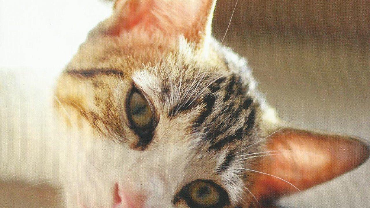 Tumblr Animal Wallpapers - Top Free Tumblr Animal Backgrounds ...