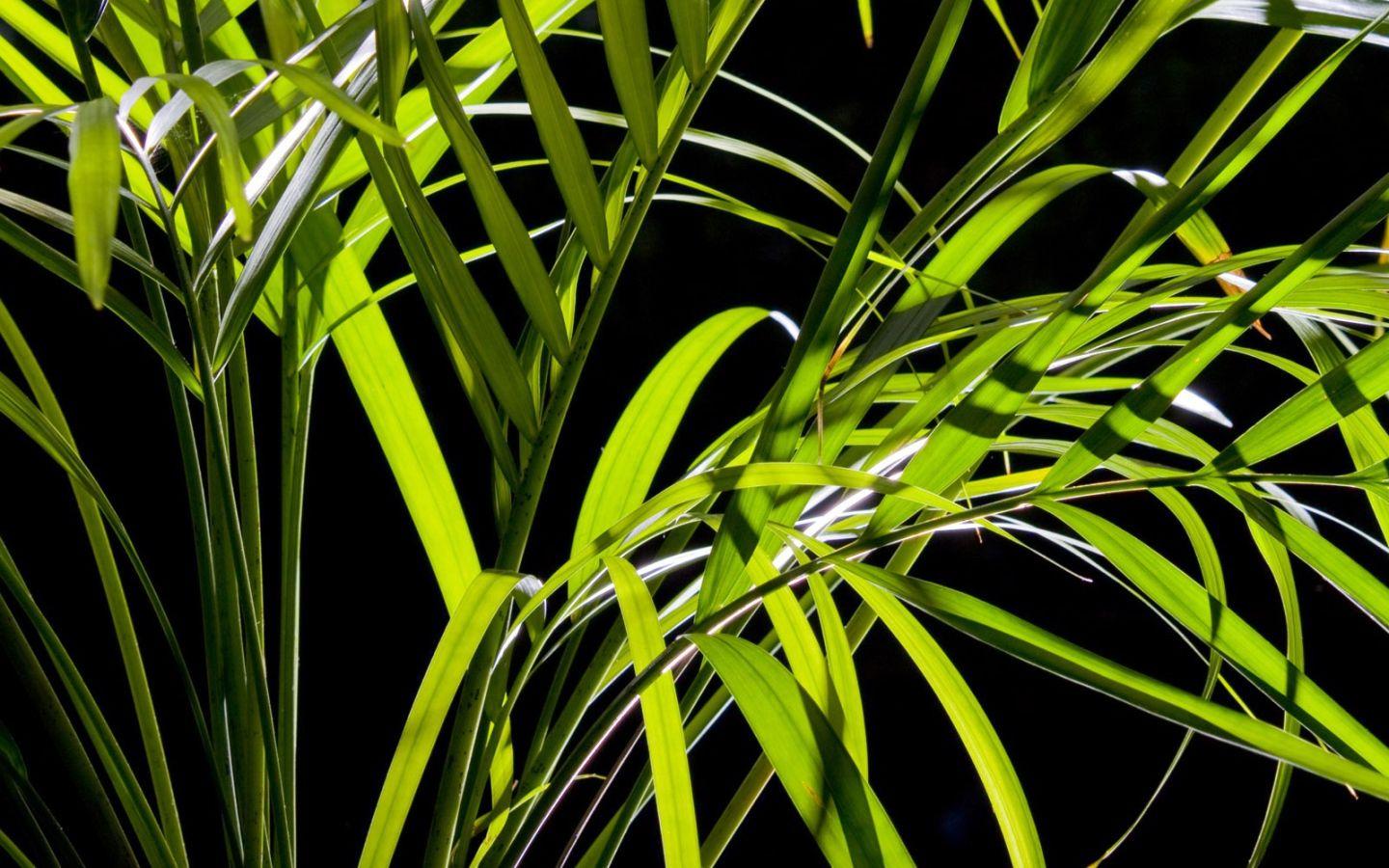 Palm Leaves Desktop Wallpapers - Top Free Palm Leaves Desktop ...