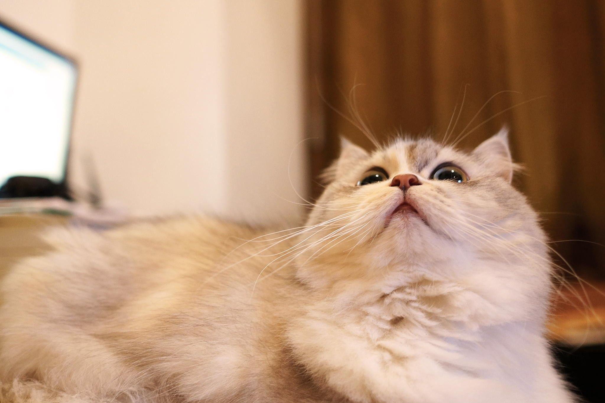 Tumblr Animal Wallpapers - Top Free Tumblr Animal Backgrounds ...