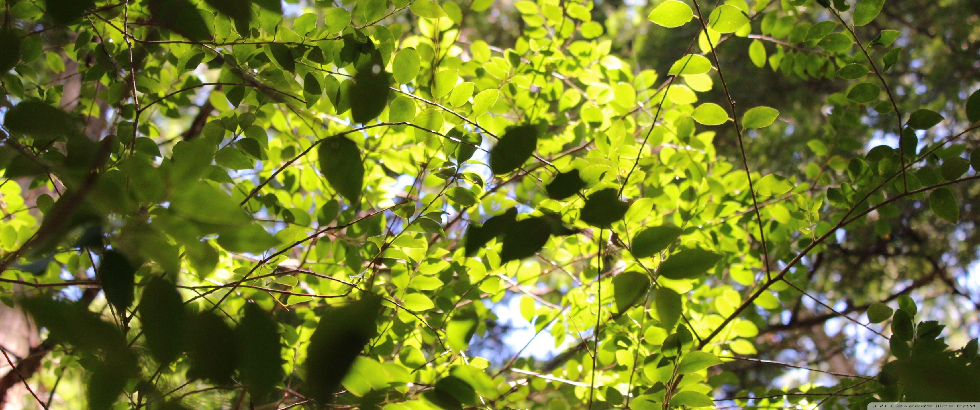 Japanese Forest Wallpapers - Top Free Japanese Forest Backgrounds ...