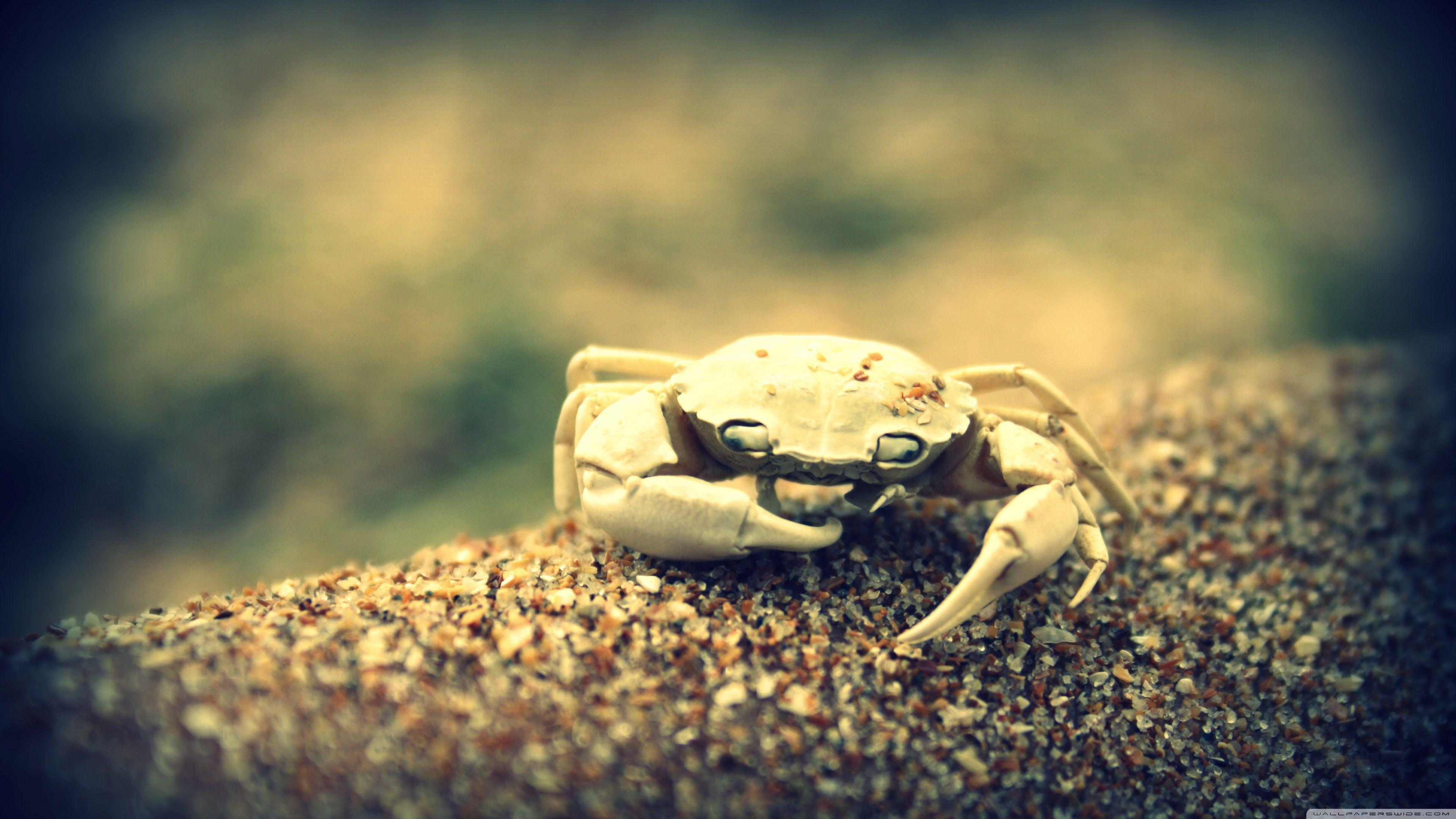 3840X2160 Crab Wallpapers - Top Free 3840X2160 Crab Backgrounds ...
