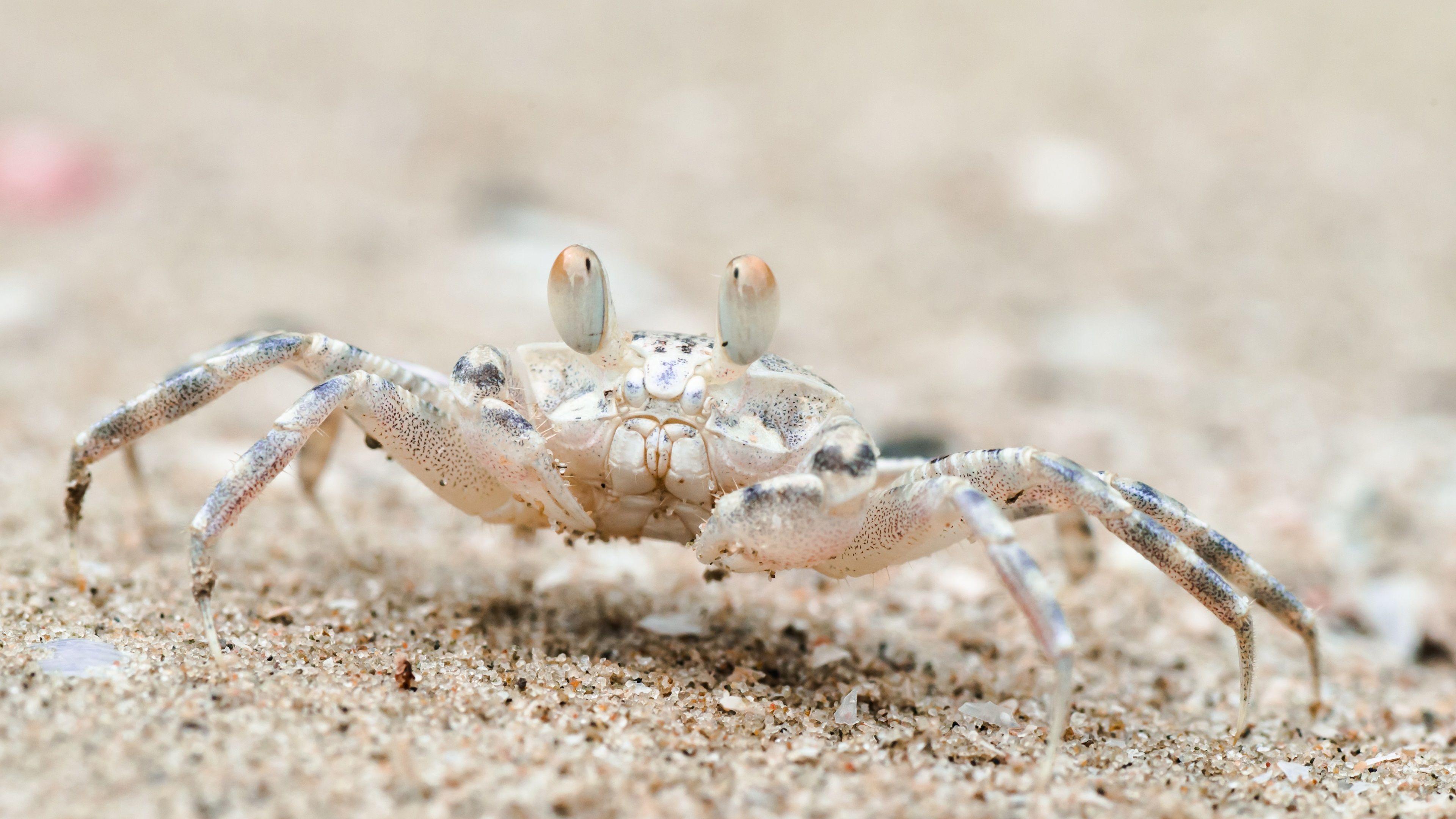 3840X2160 Crab Wallpapers - Top Free 3840X2160 Crab Backgrounds ...
