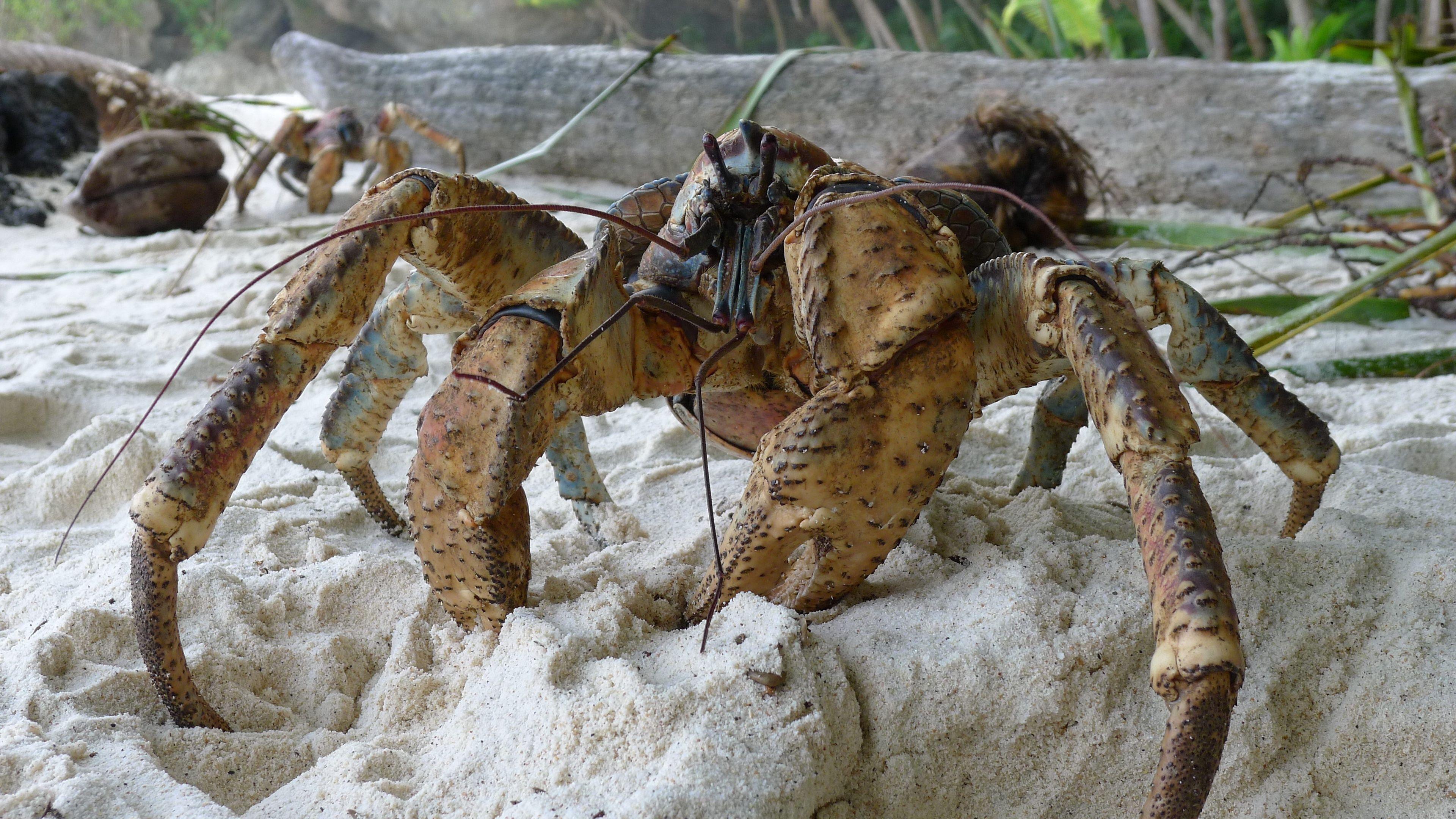 3840X2160 Crab Wallpapers - Top Free 3840X2160 Crab Backgrounds ...