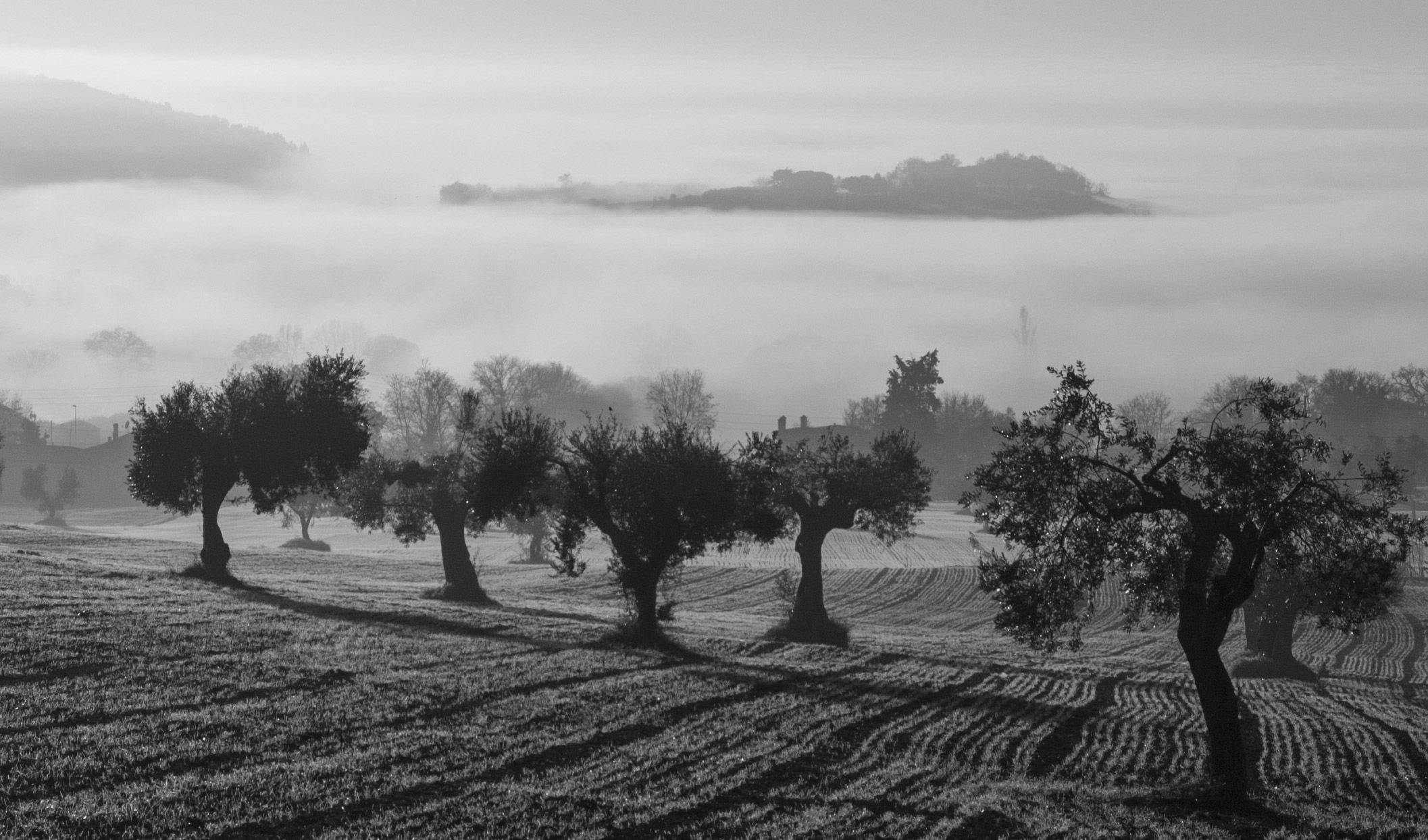 Olive Tree Wallpapers - Top Free Olive Tree Backgrounds - WallpaperAccess