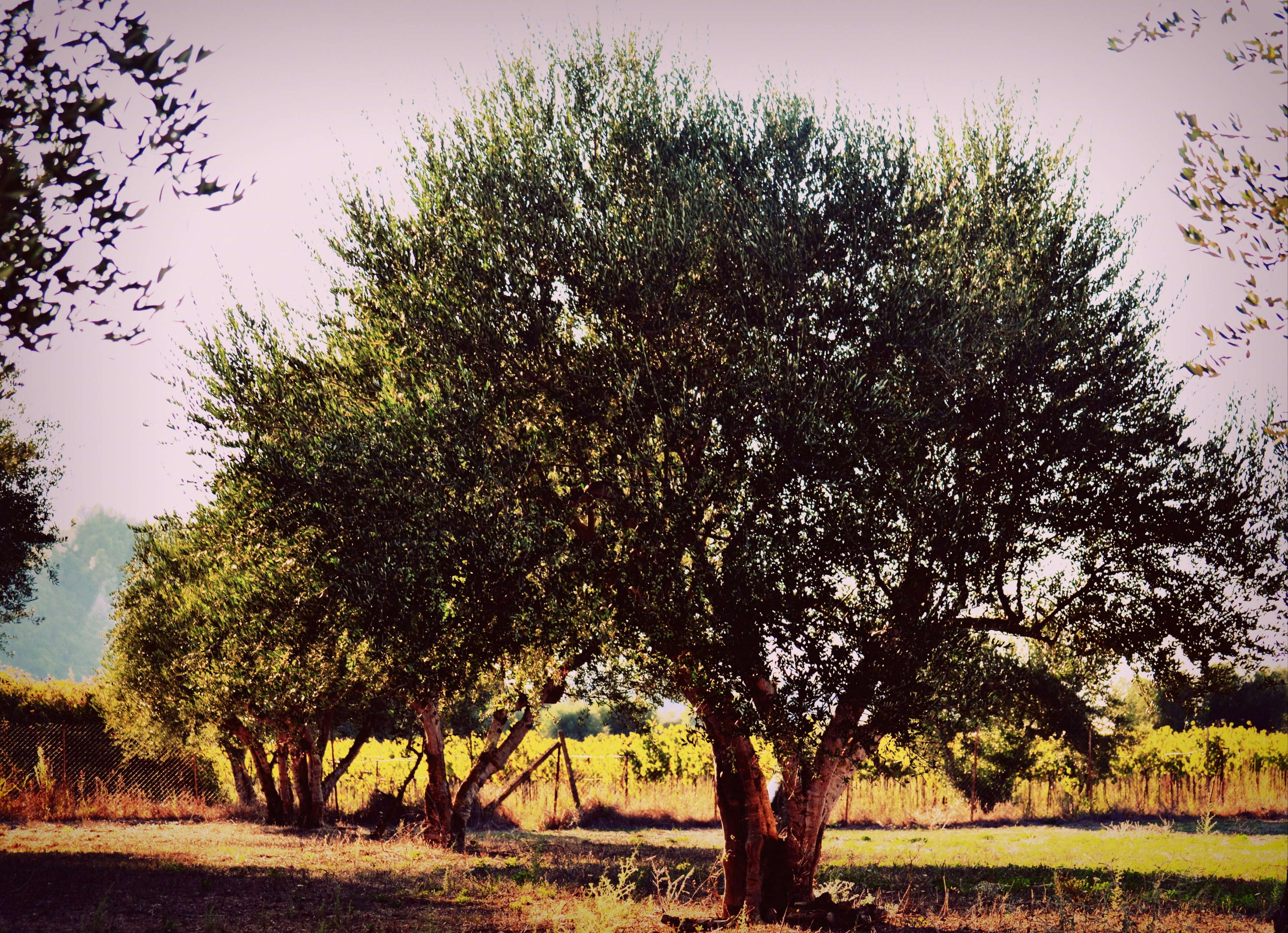 Olive Tree Wallpapers - Top Free Olive Tree Backgrounds - WallpaperAccess