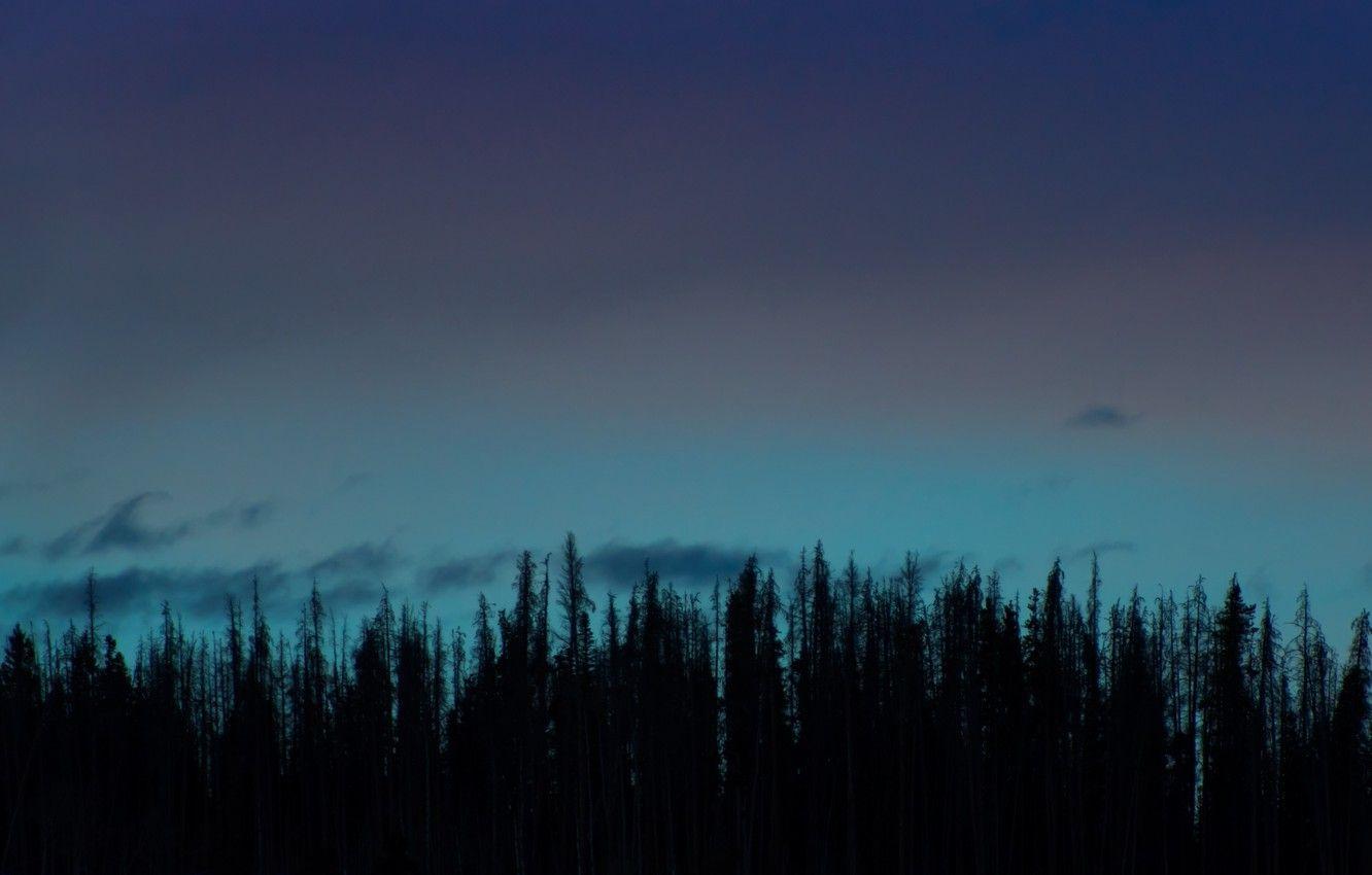 Dusk Forest Wallpapers - Top Free Dusk Forest Backgrounds - WallpaperAccess