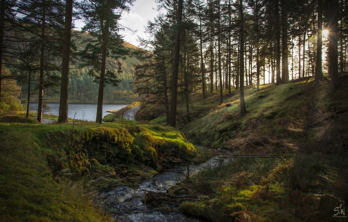 Dusk Forest Wallpapers - Top Free Dusk Forest Backgrounds - WallpaperAccess