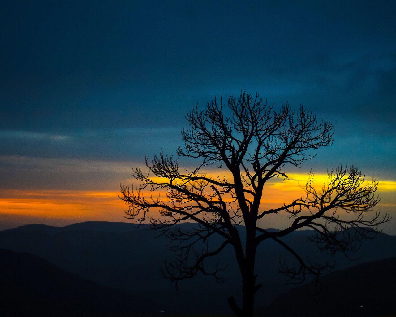 Dusk Forest Wallpapers - Top Free Dusk Forest Backgrounds - WallpaperAccess