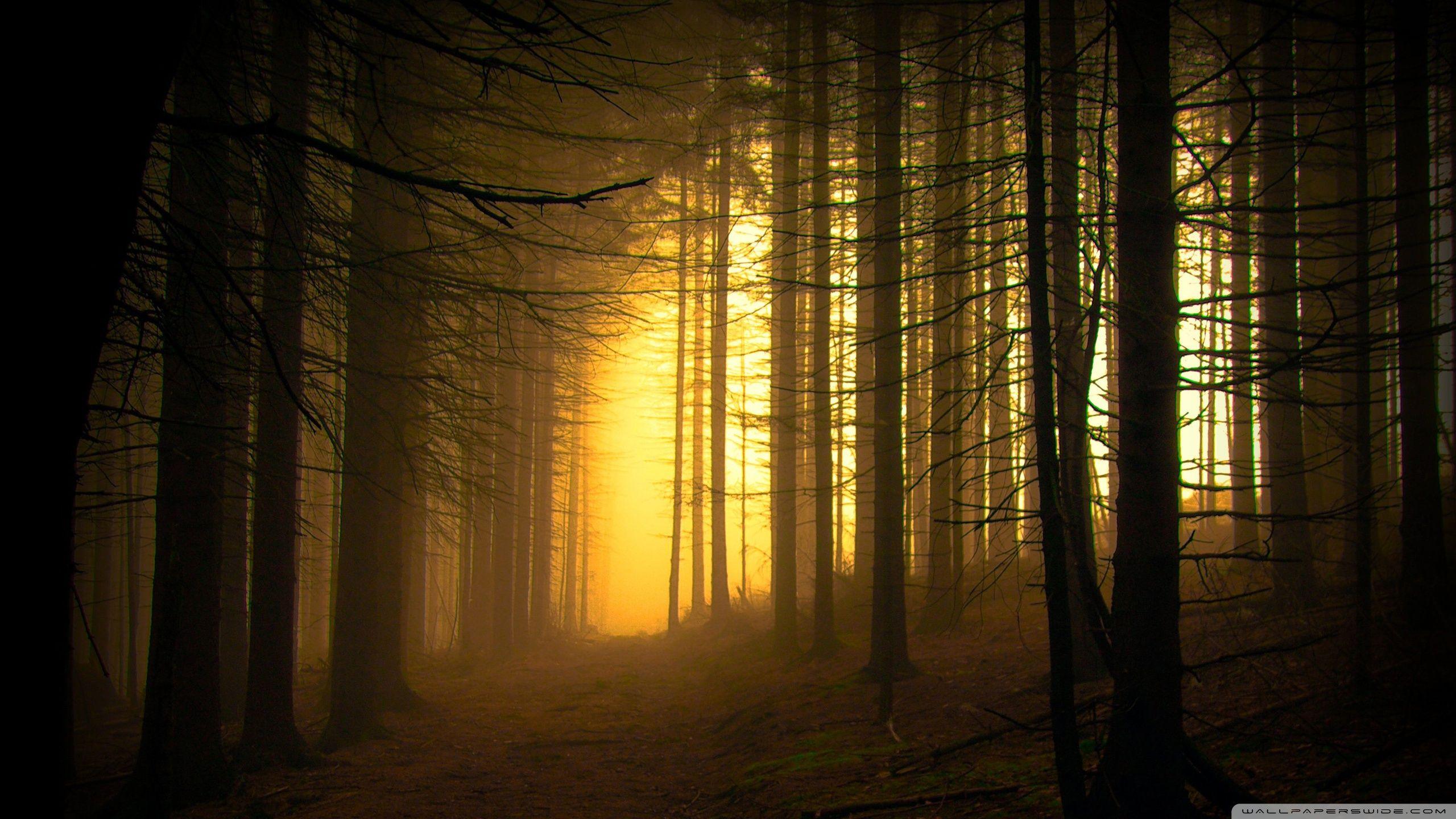 Dusk Forest Wallpapers - Top Free Dusk Forest Backgrounds - WallpaperAccess