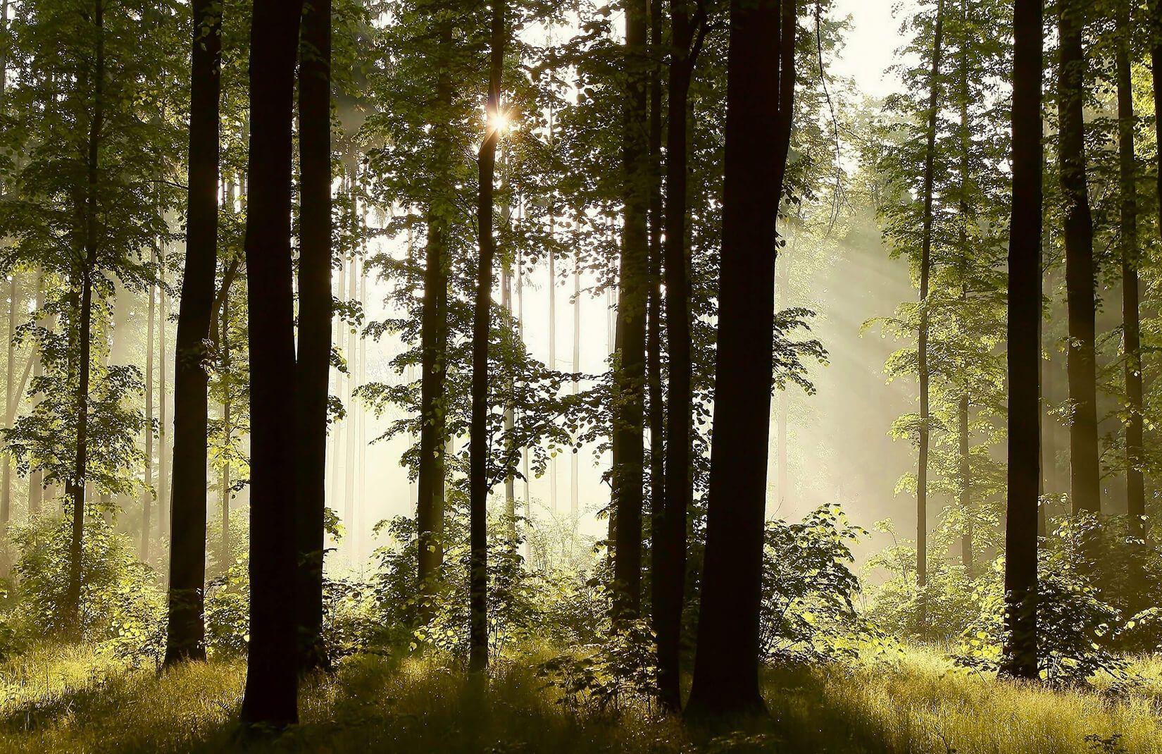Dusk Forest Wallpapers - Top Free Dusk Forest Backgrounds - WallpaperAccess