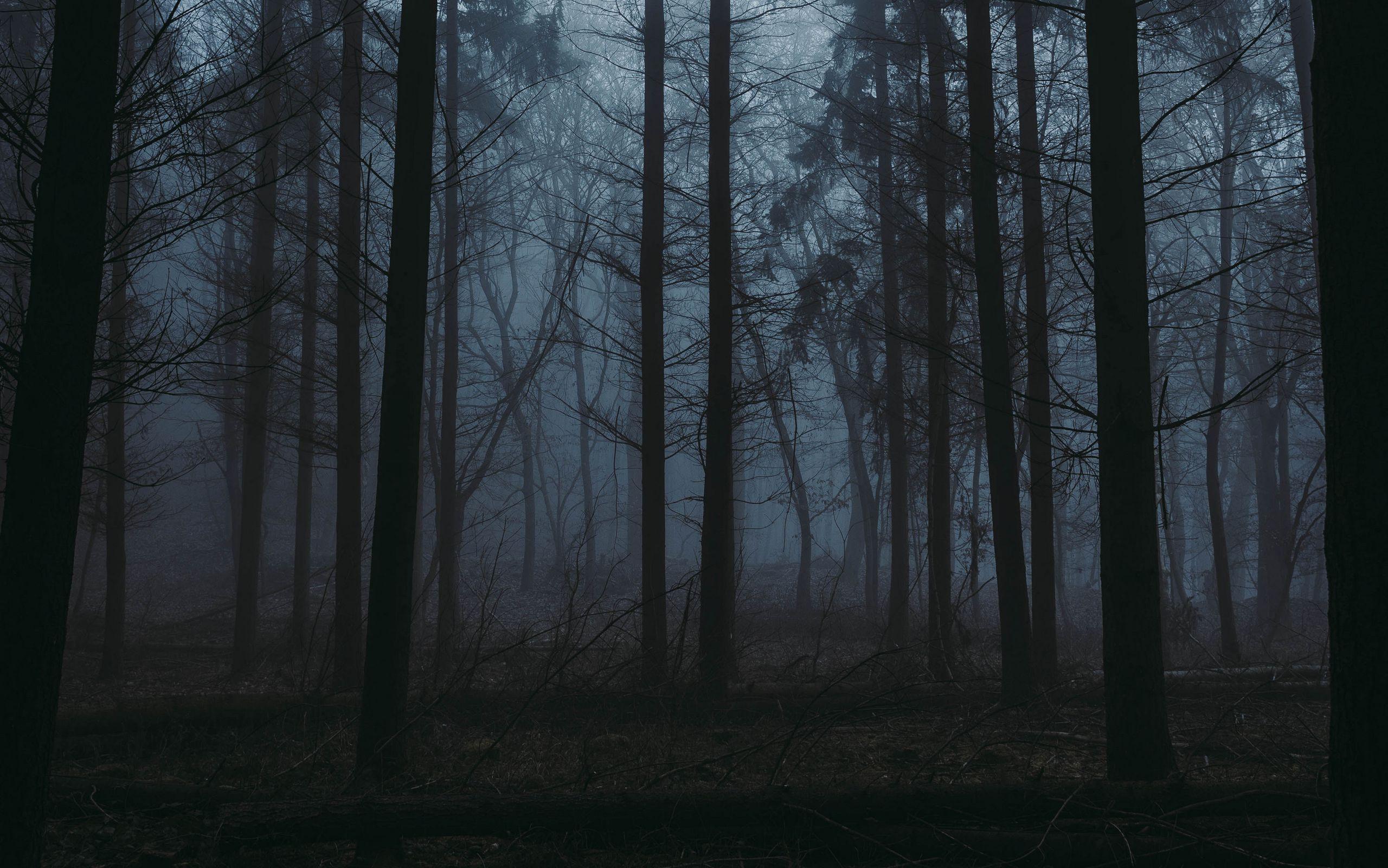 Dusk Forest Wallpapers - Top Free Dusk Forest Backgrounds - WallpaperAccess