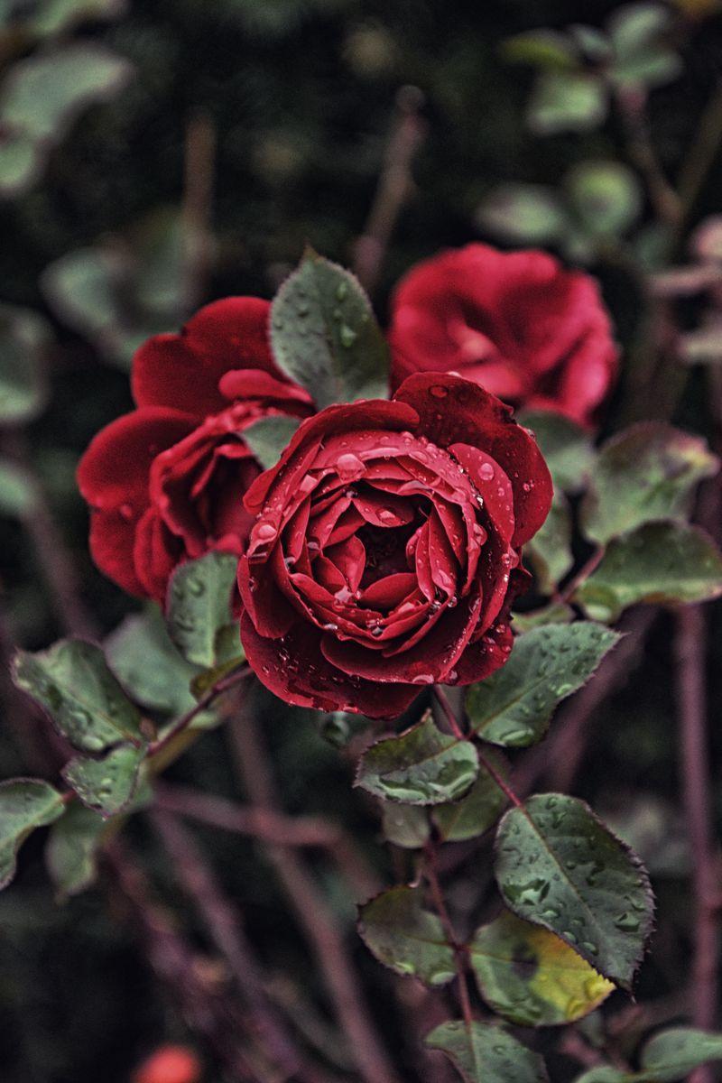 Flowers iPhone 4S Wallpapers - Top Free Flowers iPhone 4S Backgrounds ...