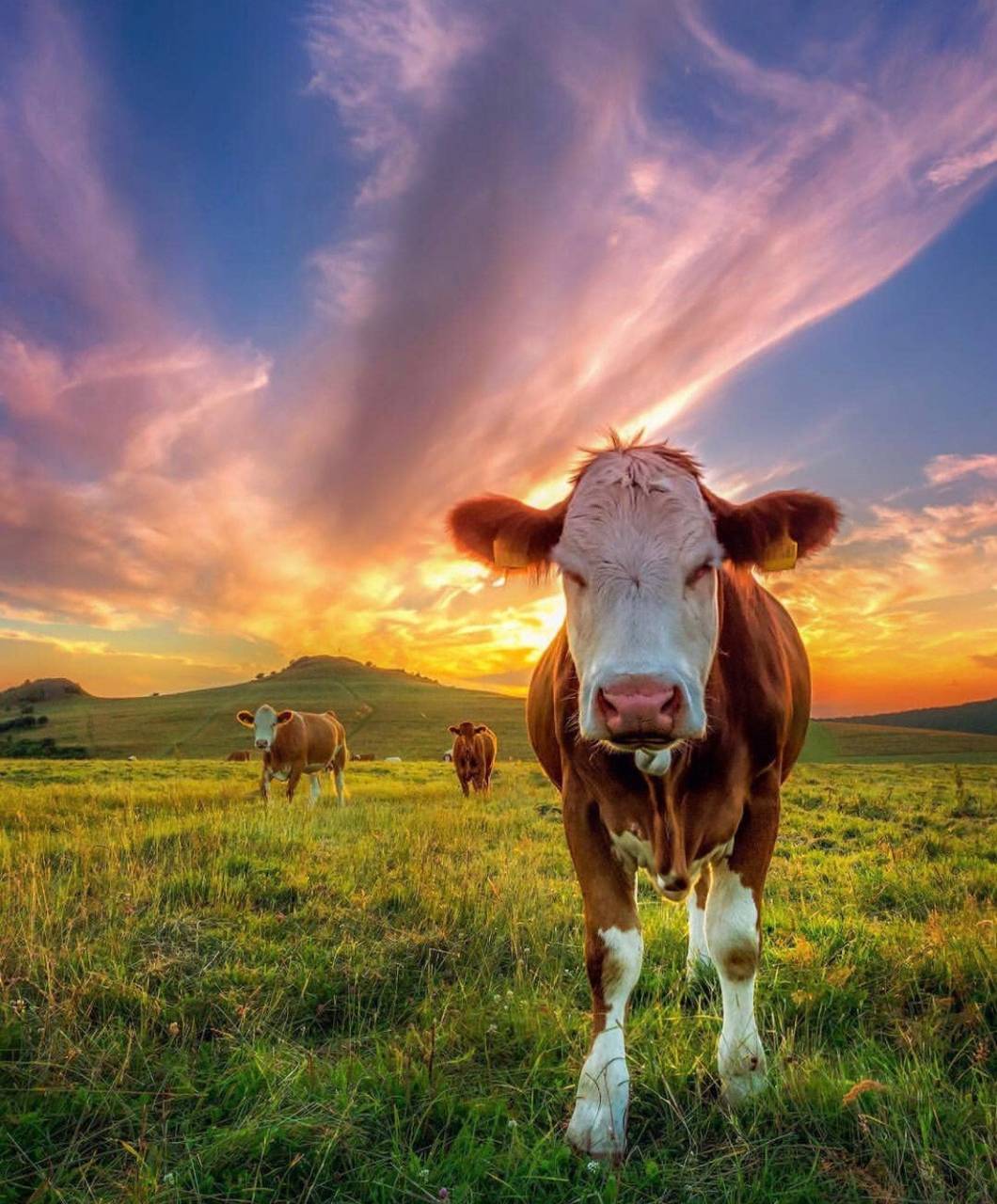 Cows Wallpapers - Top Free Cows Backgrounds - WallpaperAccess