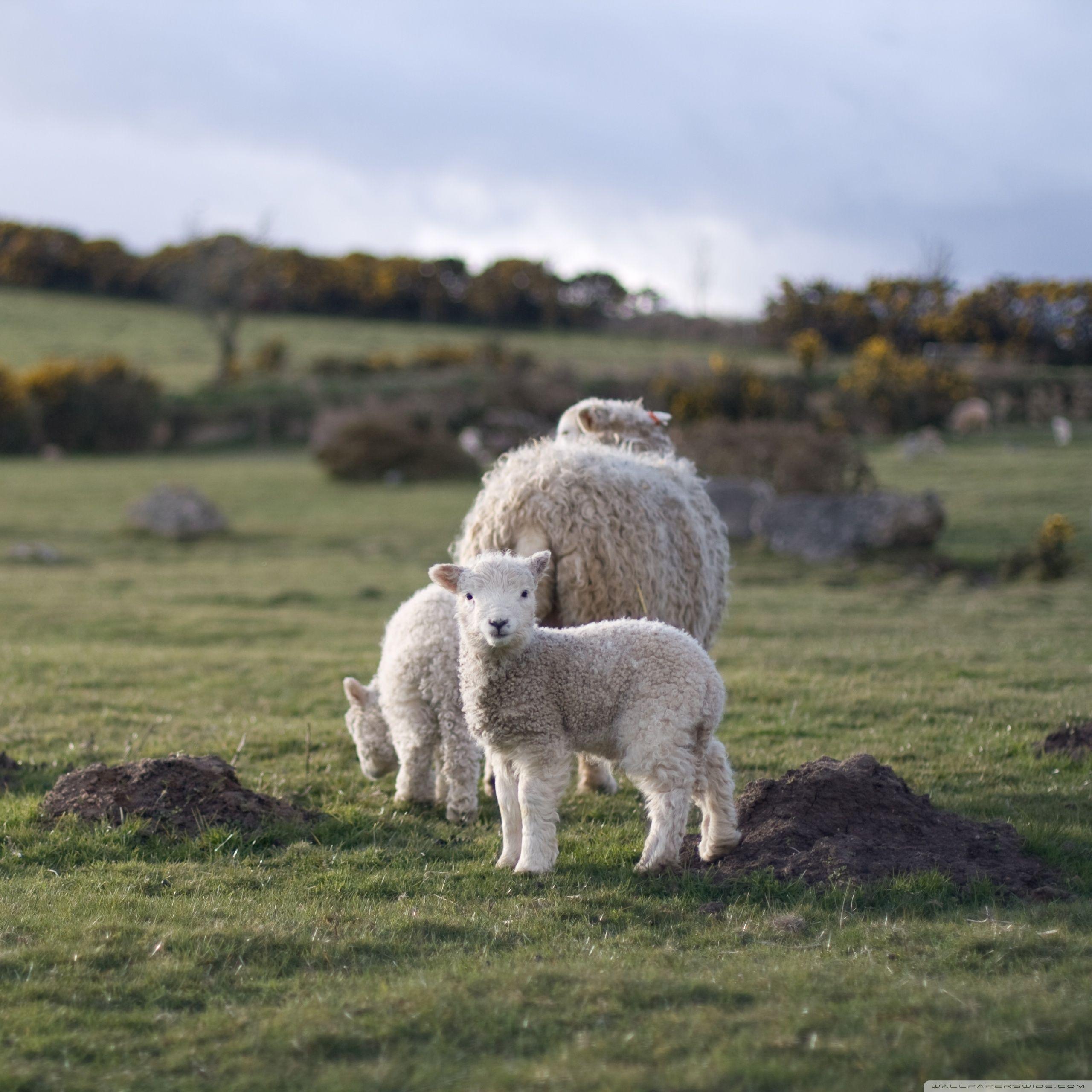 Lamb Wallpapers - Top Free Lamb Backgrounds - WallpaperAccess