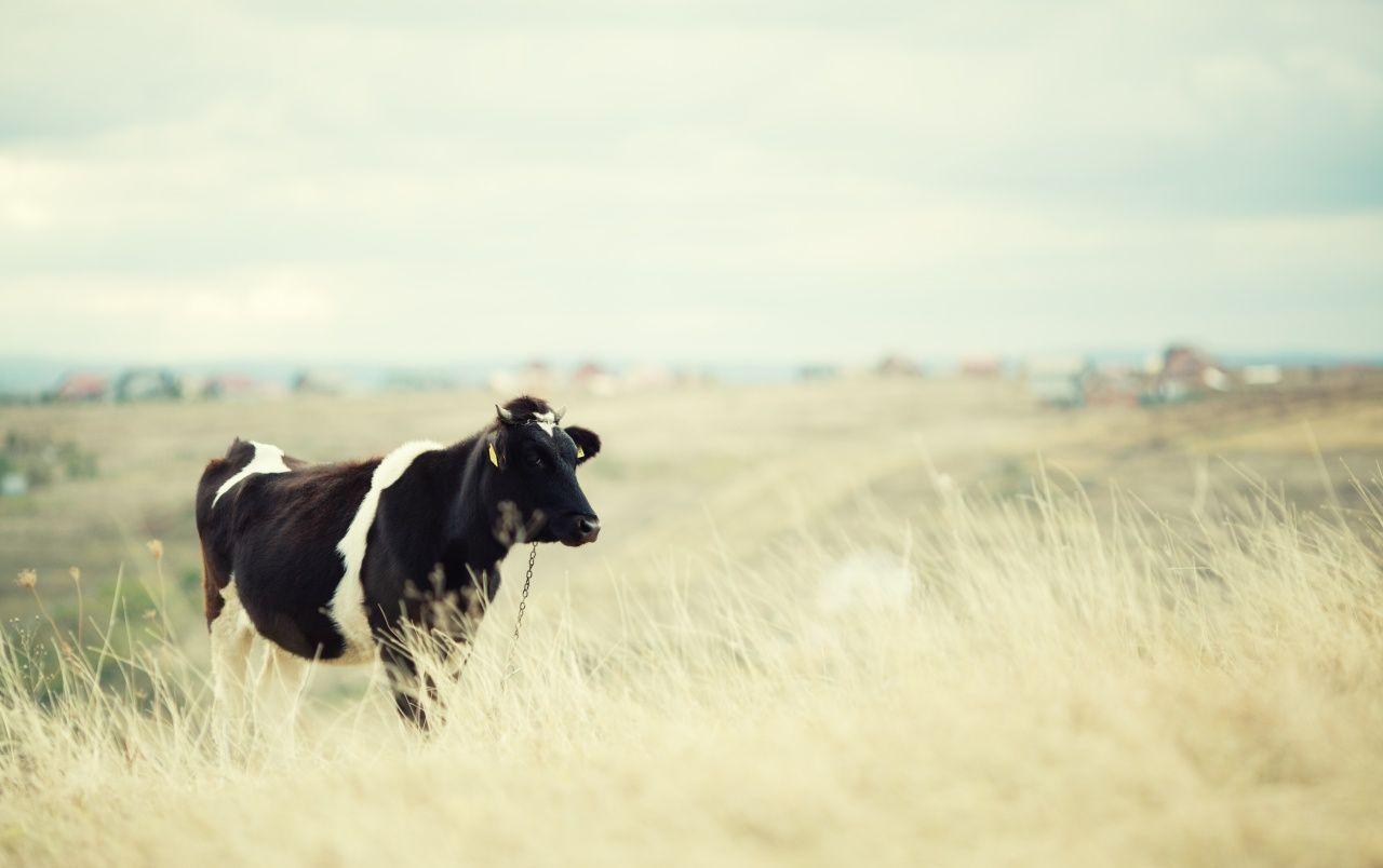 Cows Wallpapers - Top Free Cows Backgrounds - WallpaperAccess