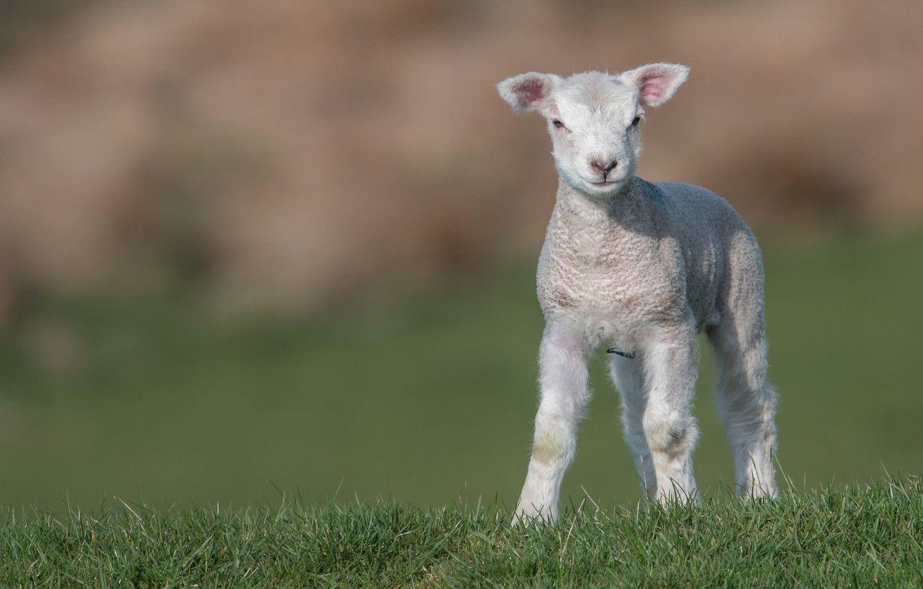 Lamb Wallpapers - Top Free Lamb Backgrounds - WallpaperAccess