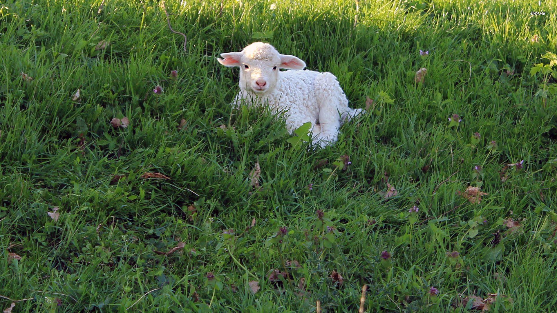 Lamb Wallpapers - Top Free Lamb Backgrounds - WallpaperAccess