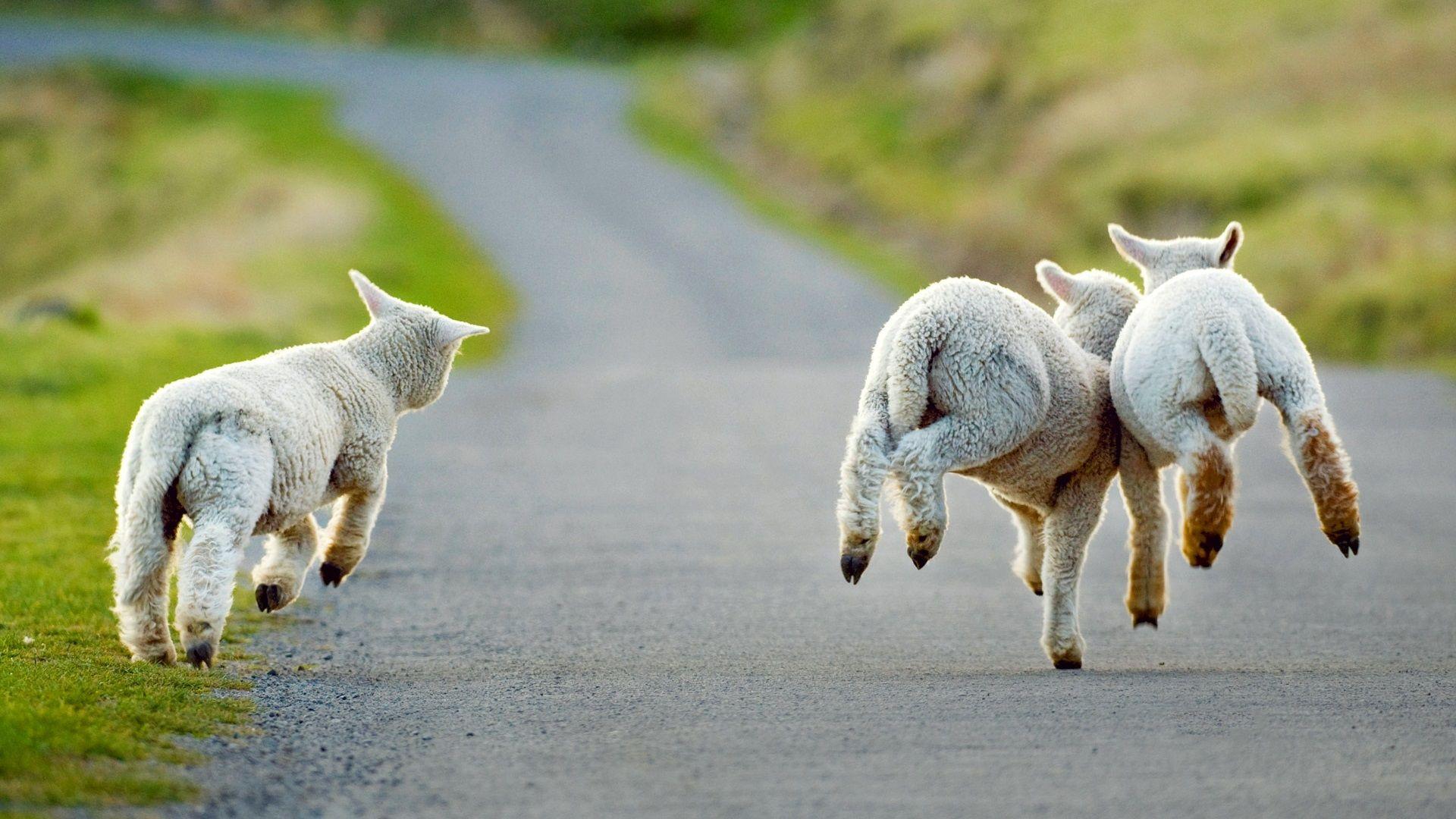 Lamb Wallpapers - Top Free Lamb Backgrounds - WallpaperAccess