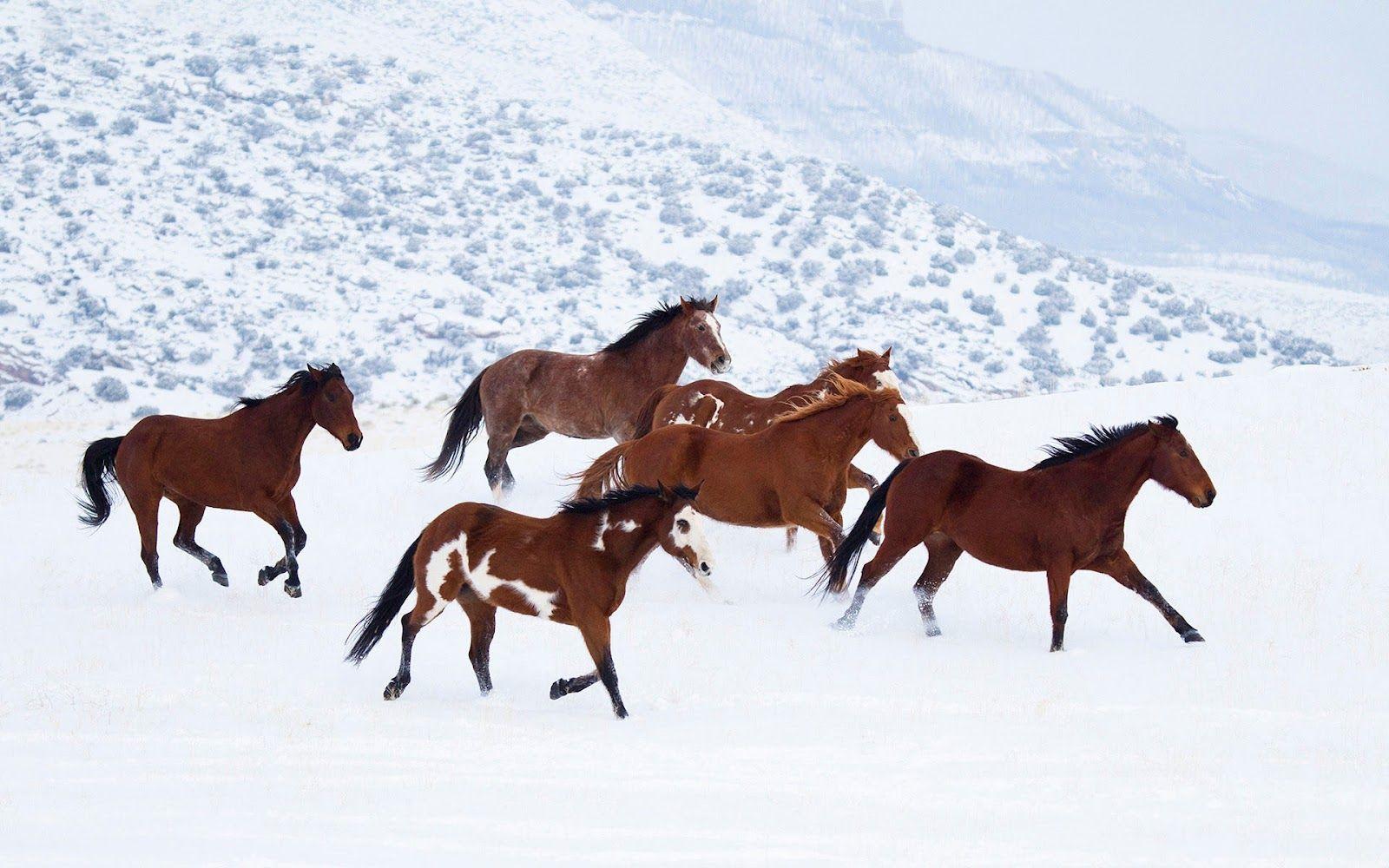 Winter Horse Desktop Wallpapers - Top Free Winter Horse Desktop ...
