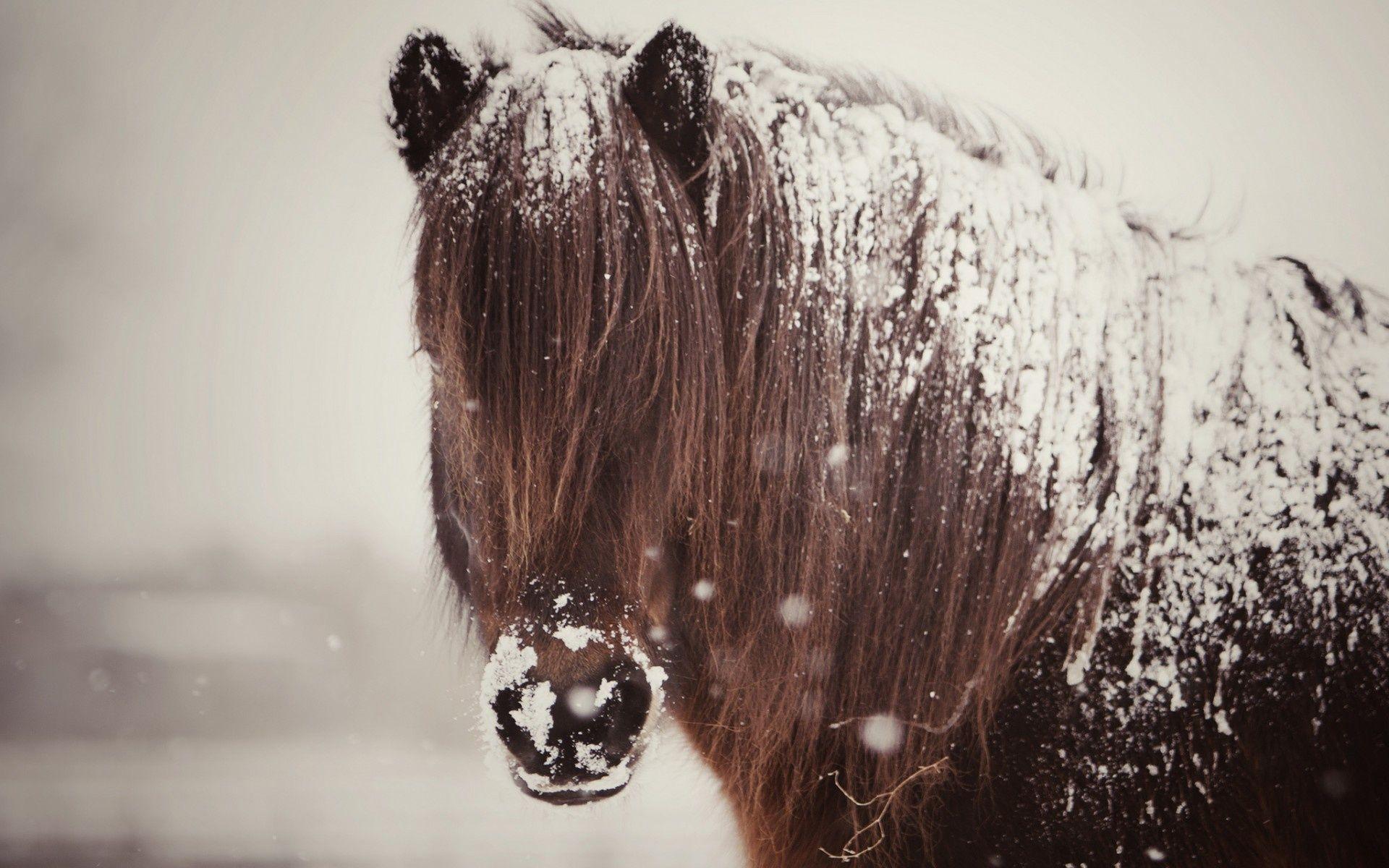 Winter Horse Desktop Wallpapers - Top Free Winter Horse Desktop ...
