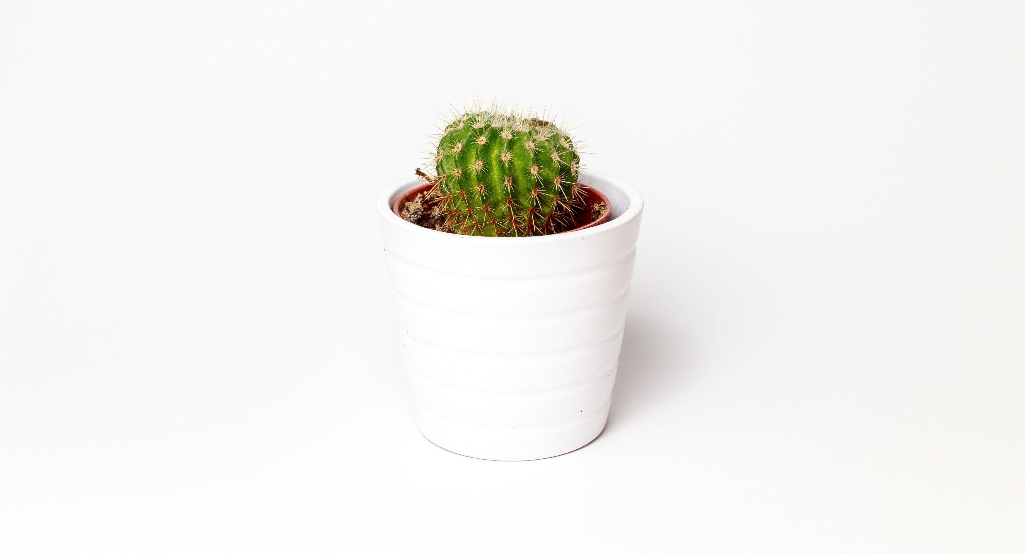 Minimalist Cactus Wallpapers - Top Free Minimalist Cactus Backgrounds ...