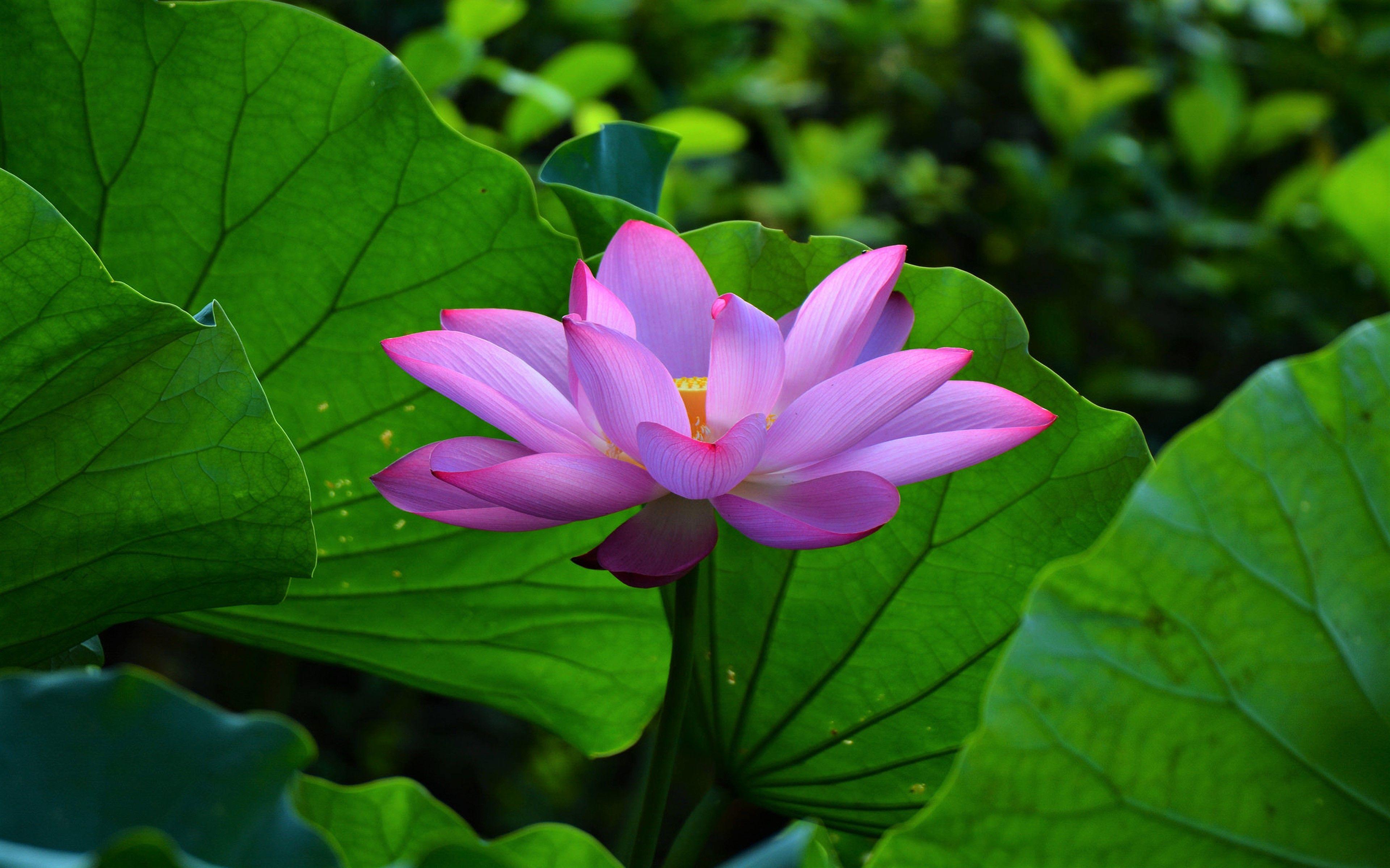 4K Lotus Flower Wallpapers - Top Free 4K Lotus Flower Backgrounds ...