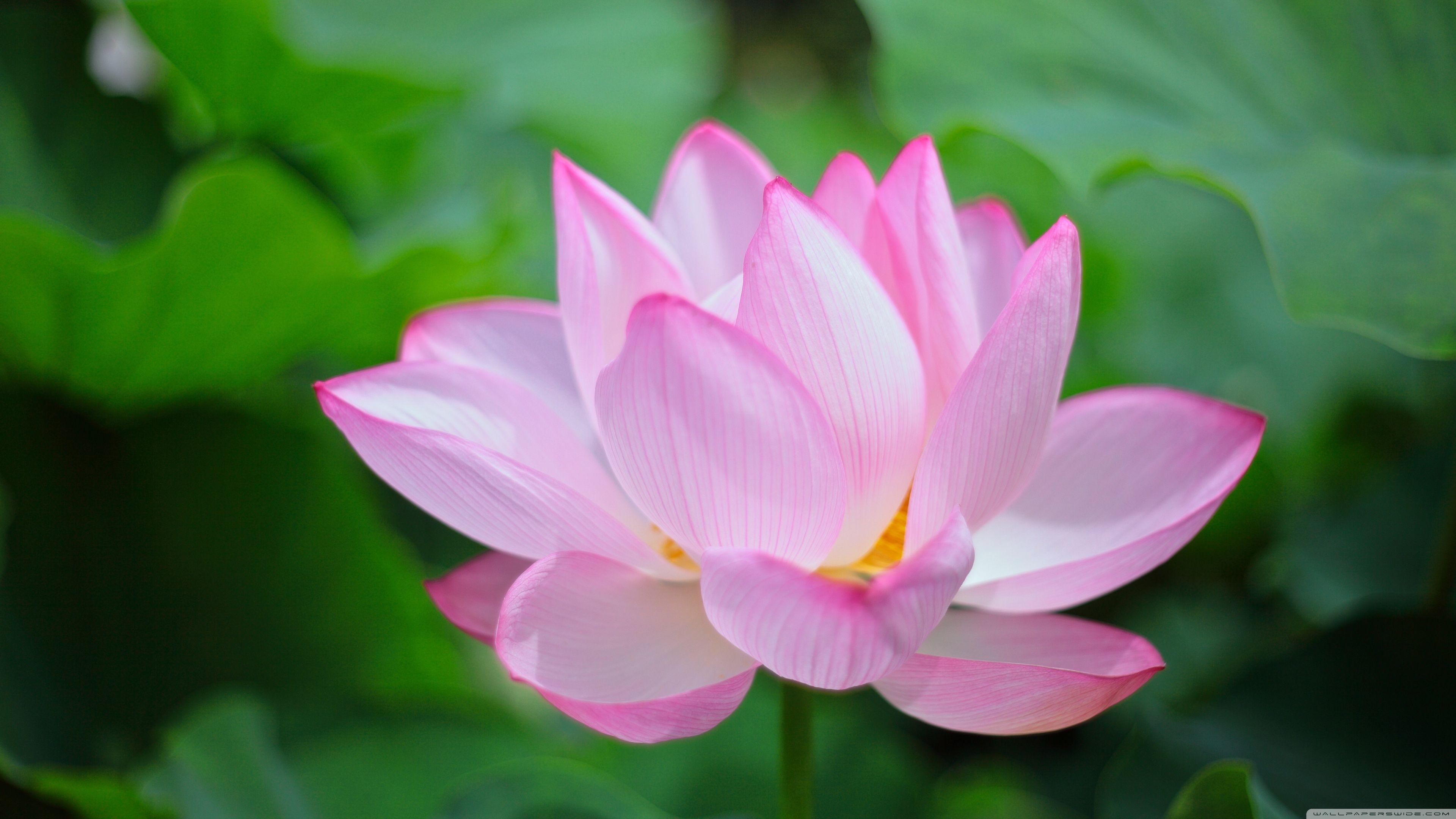 Pink Lotus 4K Wallpapers - Top Free Pink Lotus 4K Backgrounds ...
