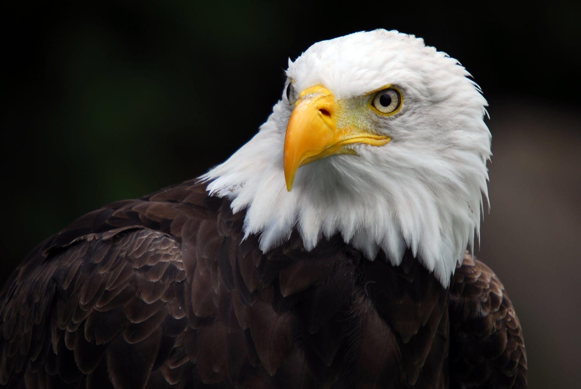 Bald Eagle Cool Wallpapers - Top Free Bald Eagle Cool Backgrounds ...