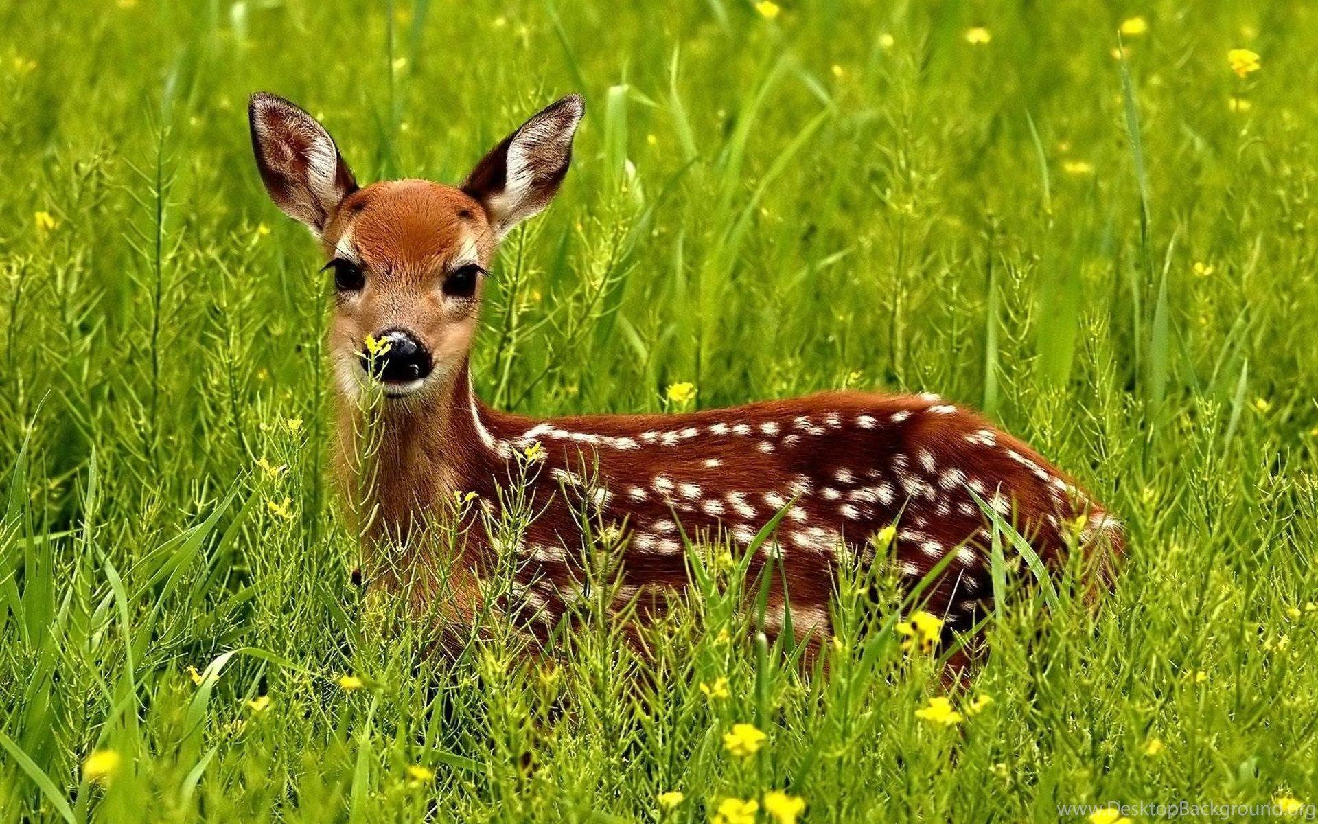 Wildlife Desktop Wallpapers - Top Free Wildlife Desktop Backgrounds ...