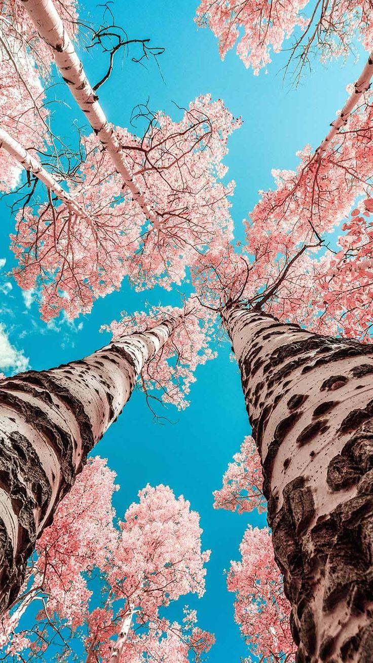 Tree Abstract iPhone Wallpapers - Top Free Tree Abstract iPhone ...