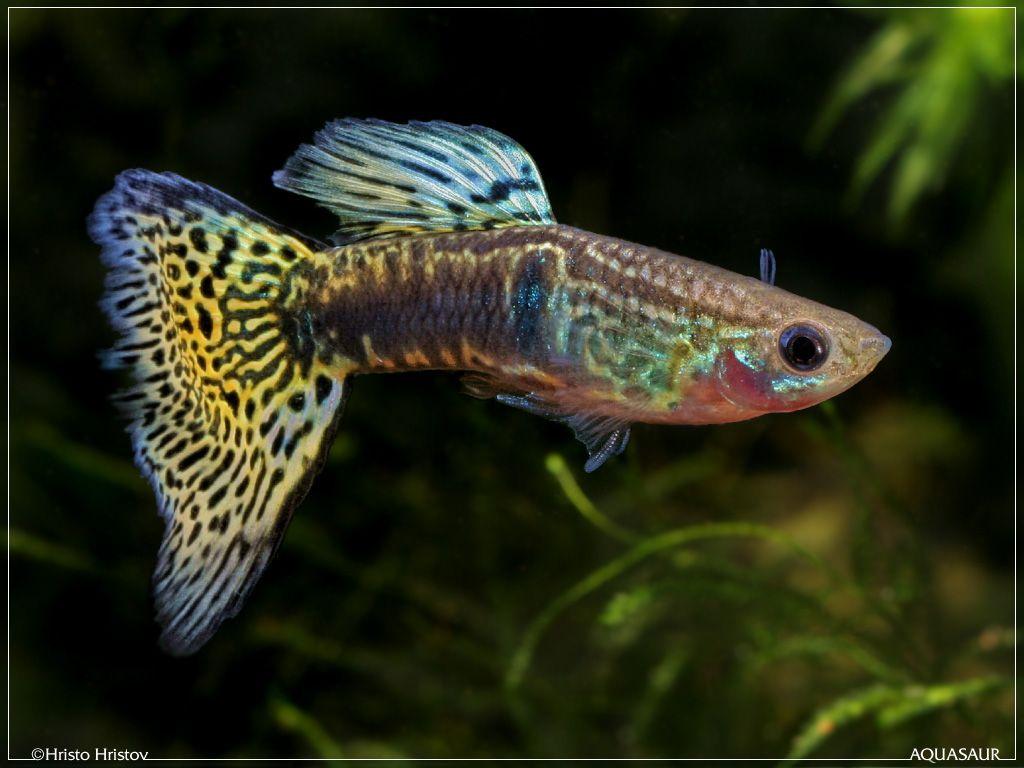 Guppy Wallpapers - Top Free Guppy Backgrounds - WallpaperAccess