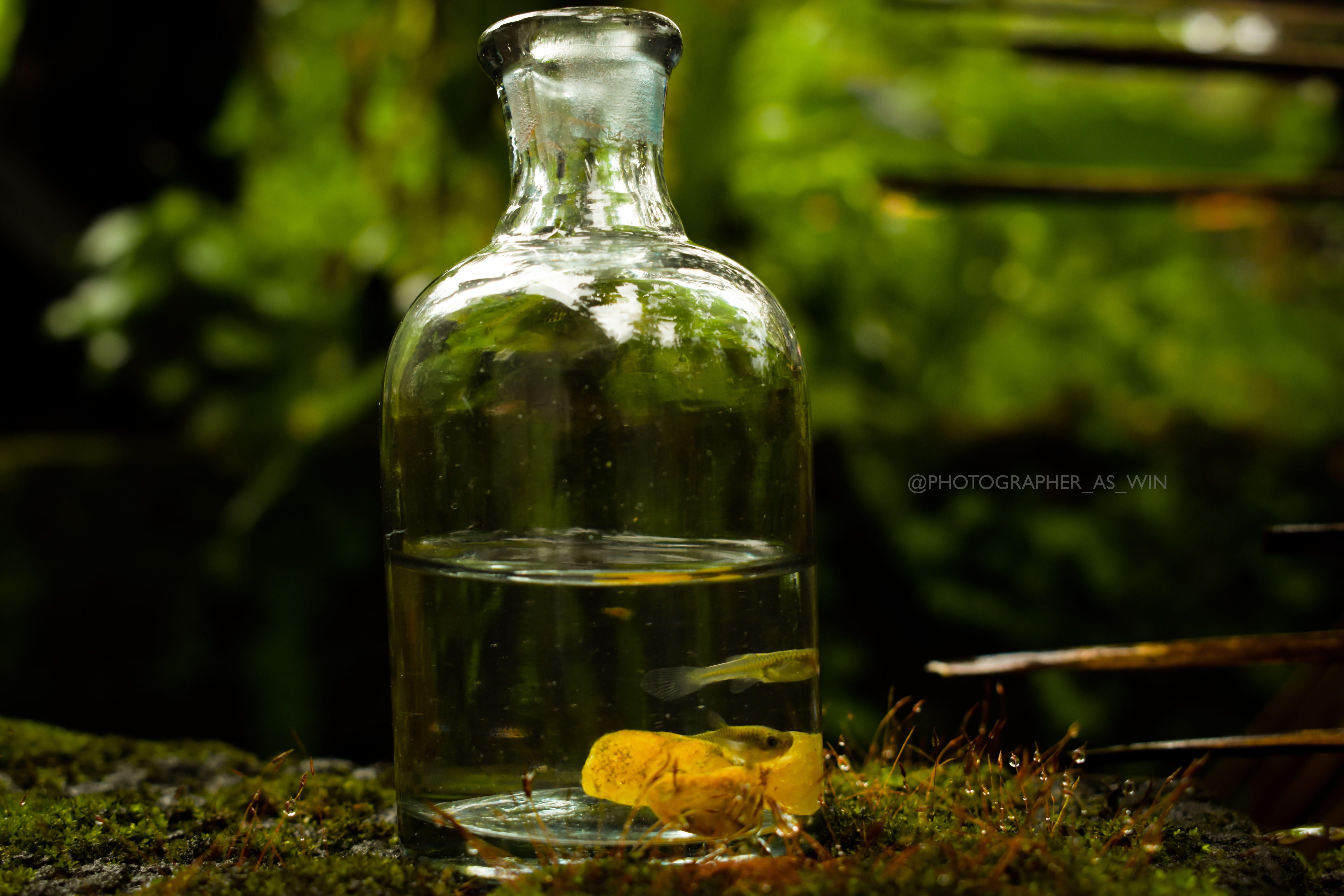 Guppy Wallpapers - Top Free Guppy Backgrounds - WallpaperAccess