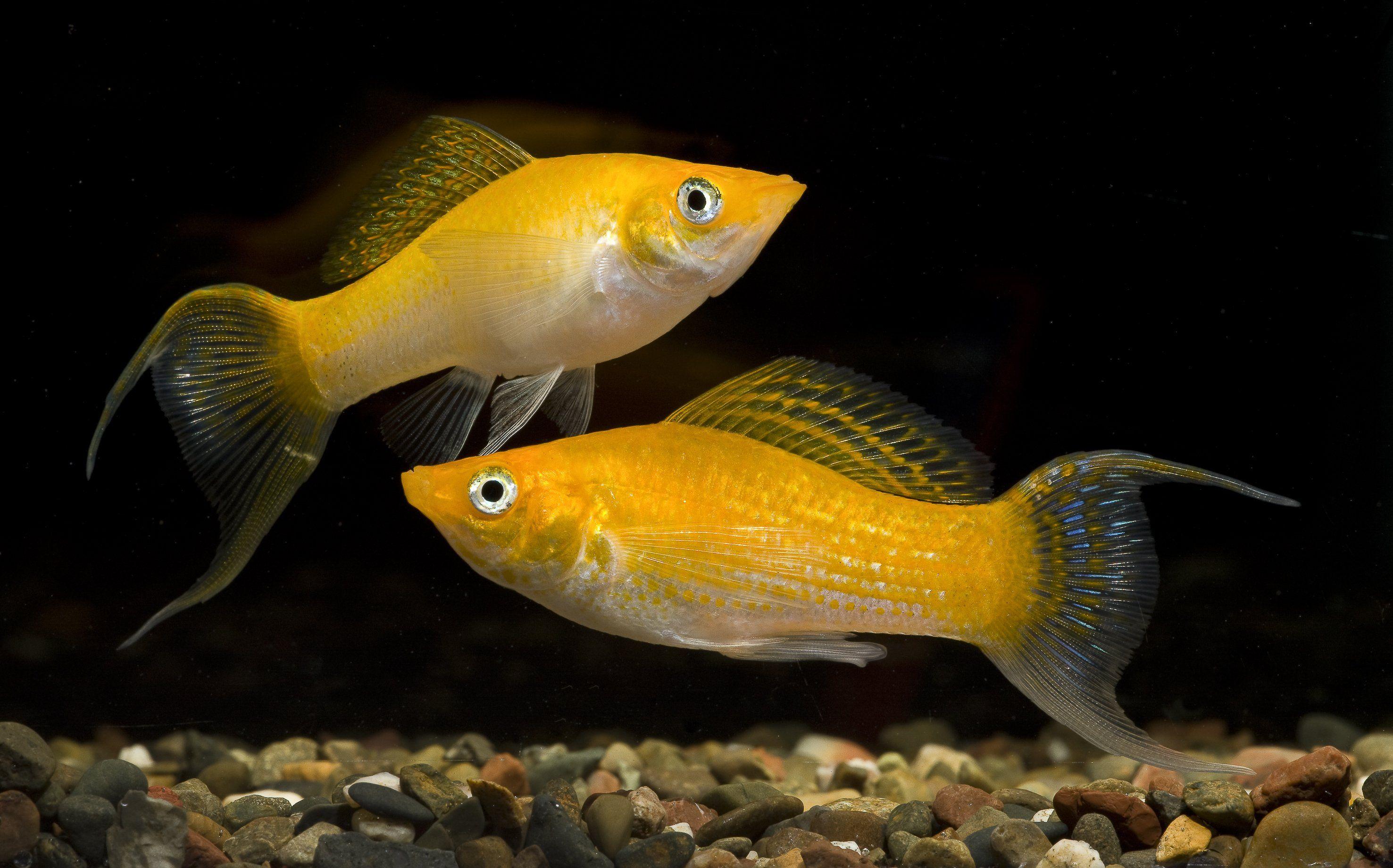 Guppy Wallpapers - Top Free Guppy Backgrounds - WallpaperAccess