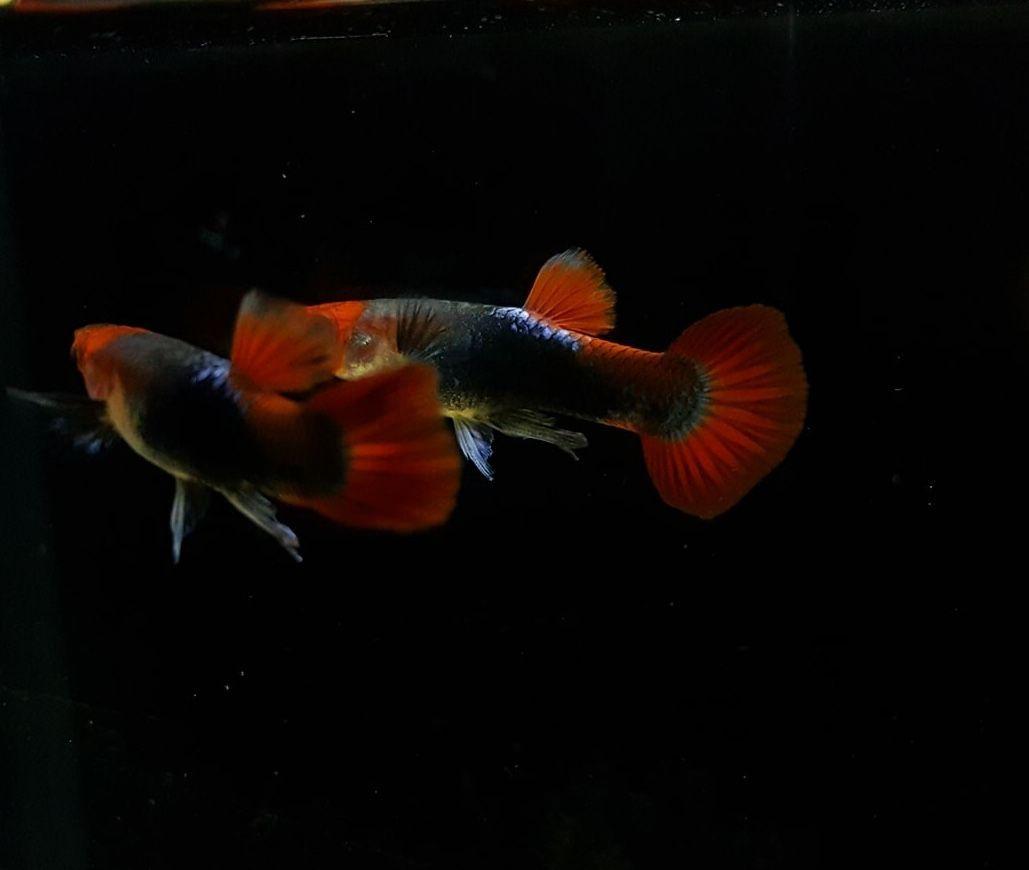 Guppy Wallpapers - Top Free Guppy Backgrounds - WallpaperAccess